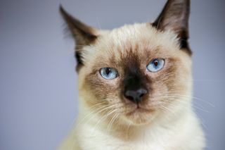 Cat Ear Types: Know Your Feline's Unique Features
