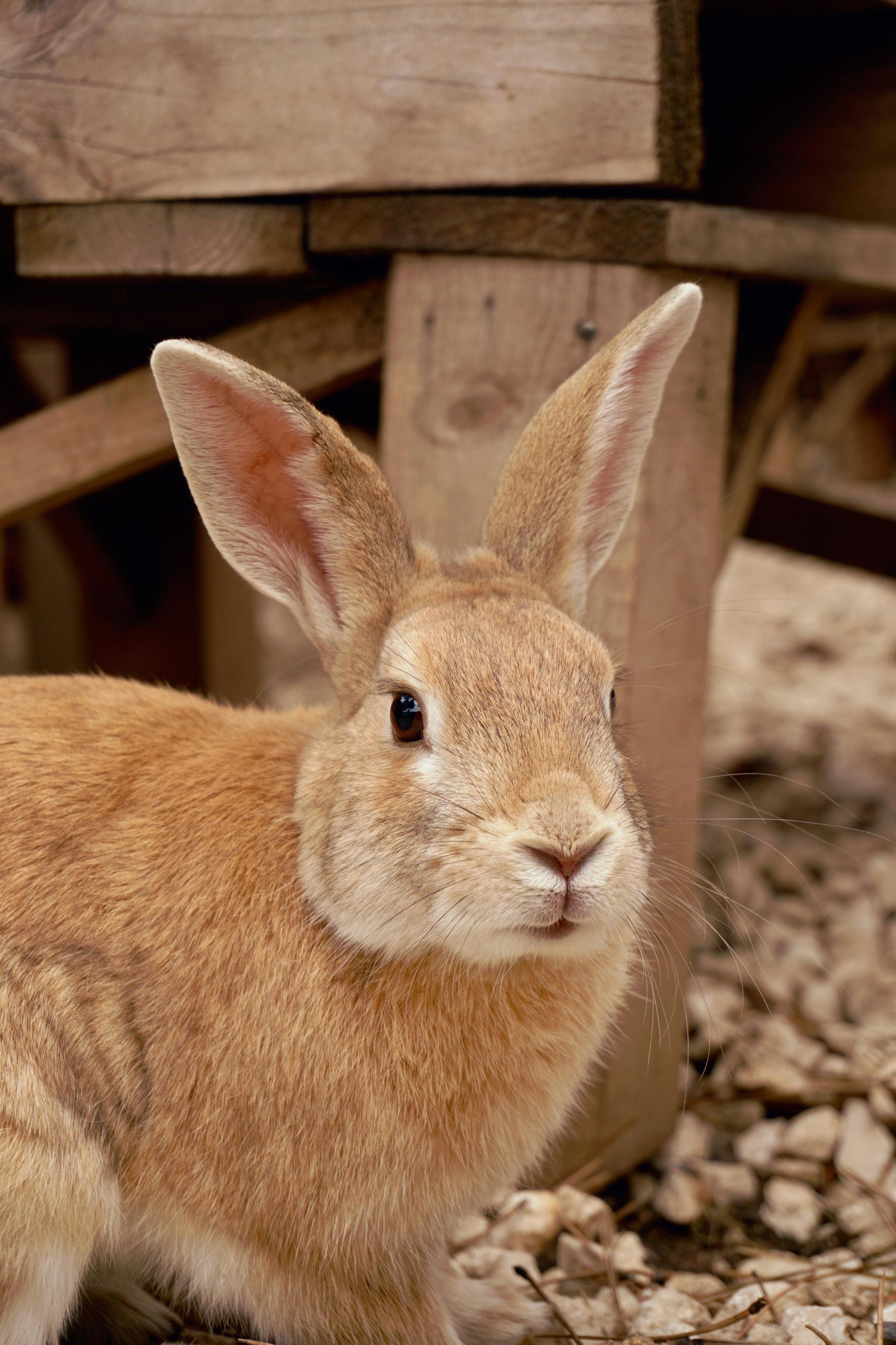 White and Brown Rabbits on Bed · Free Stock Photo