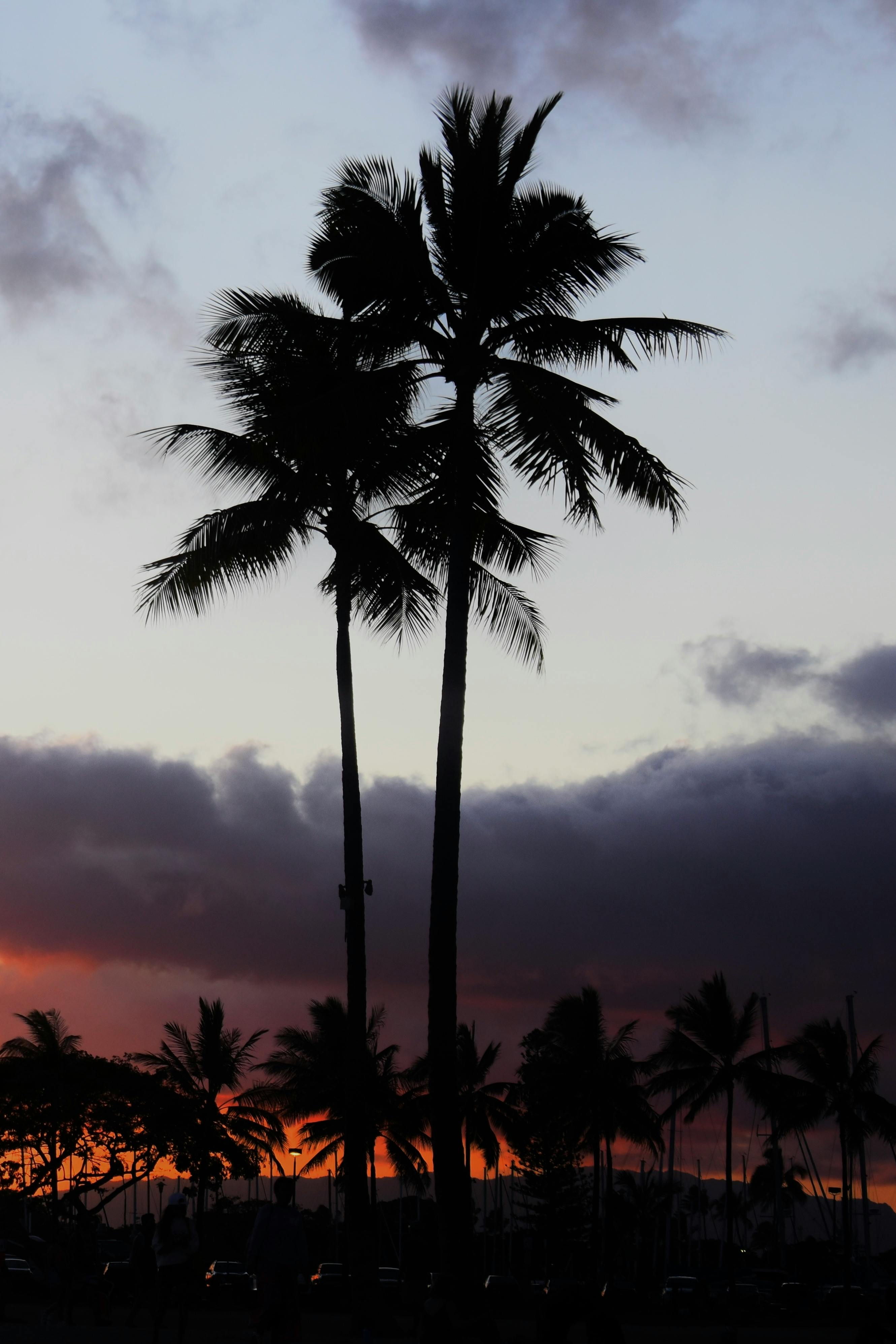 Palm Tree · Free Stock Photo