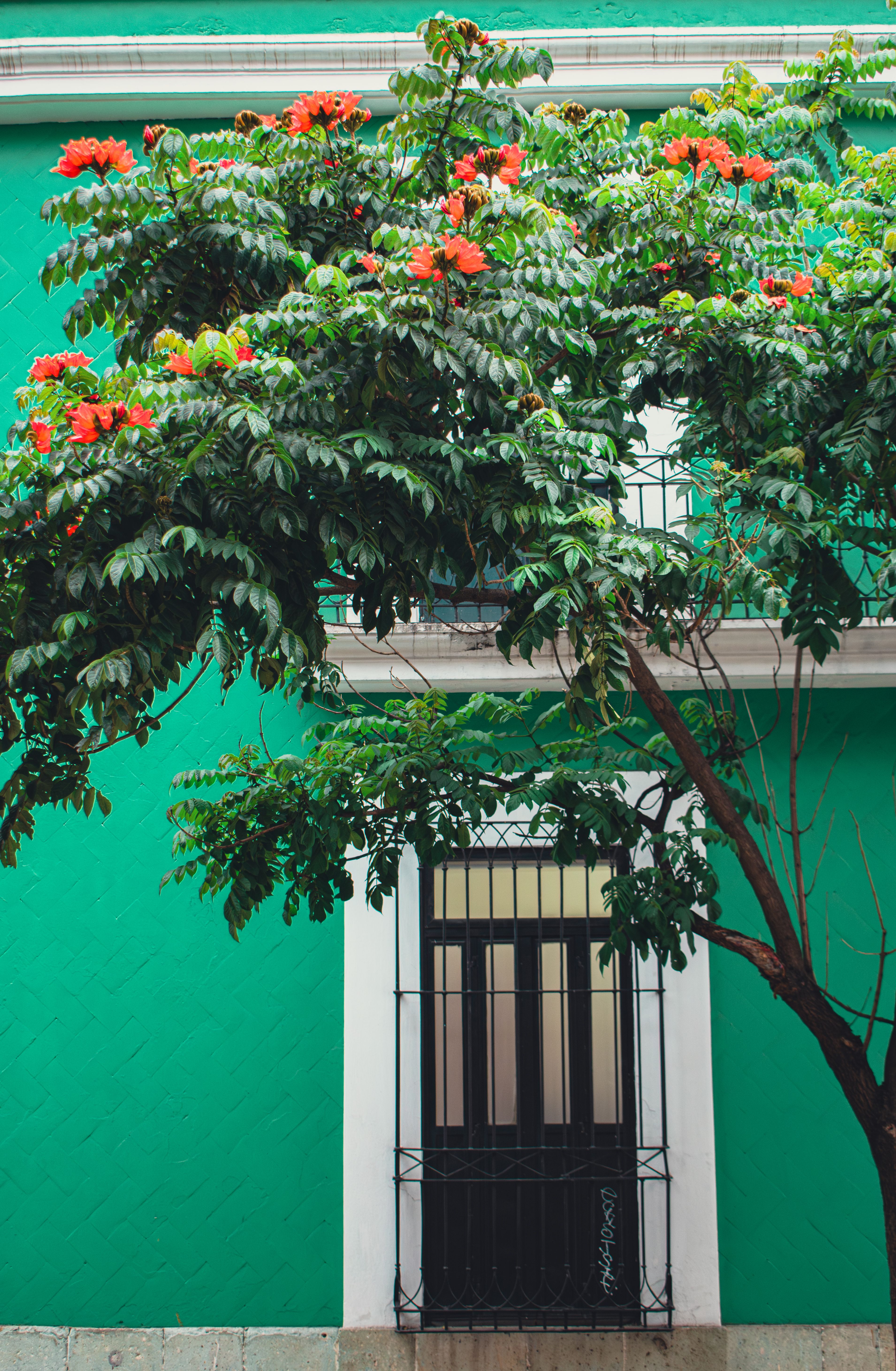 Flowering Tree by Green House · Free Stock Photo