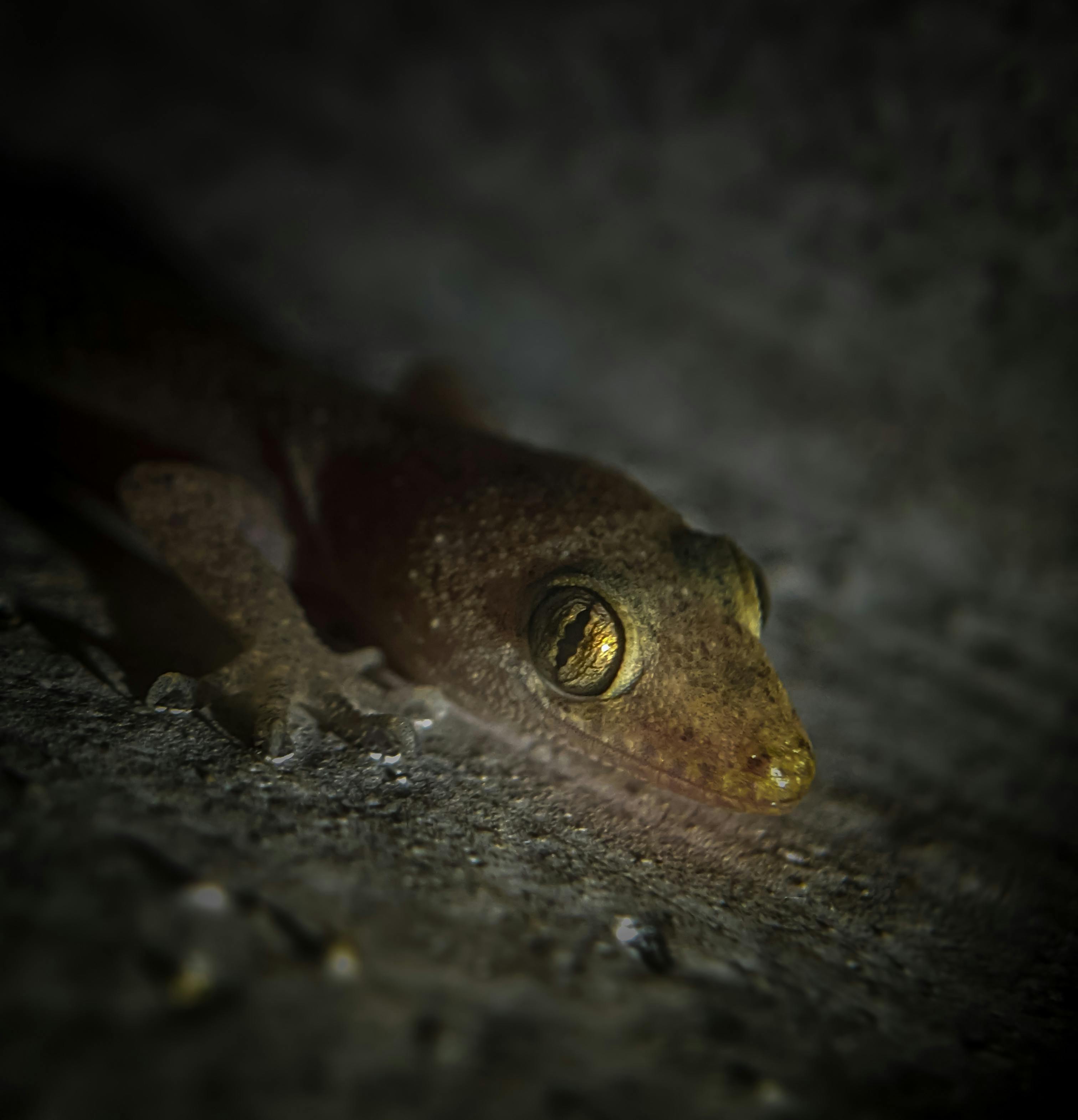 Hanuman Shadow Photos, Download The BEST Free Hanuman Shadow Stock ...