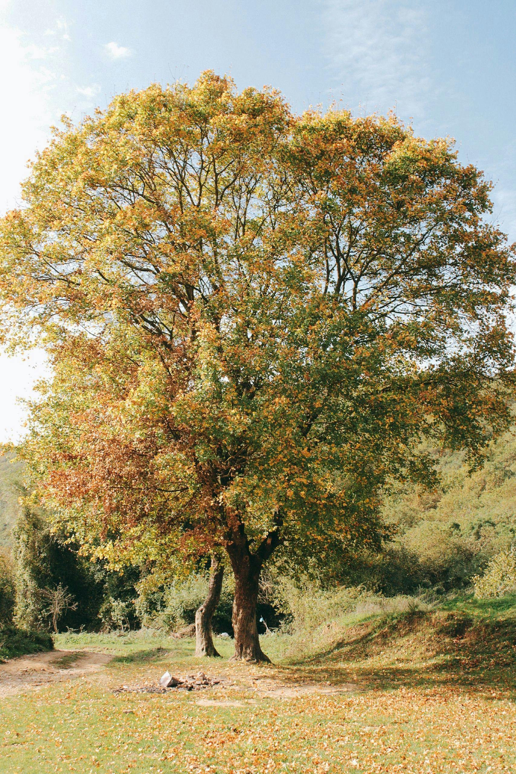 Early Autumn Landscape with a Tree in a Valley · Free Stock Photo