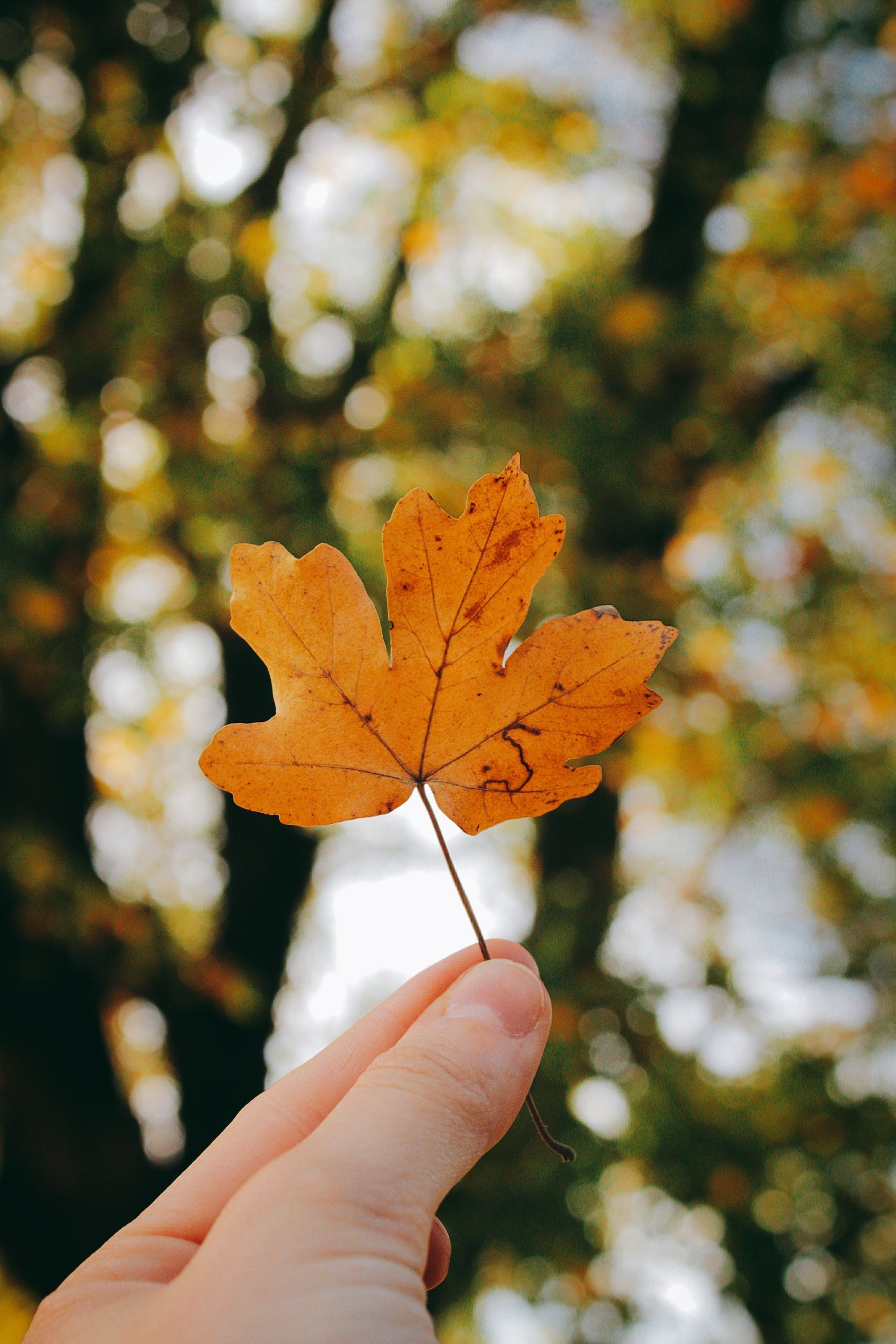 Photo of a Person's Hand Holding a Maple Leaf · Free Stock Photo