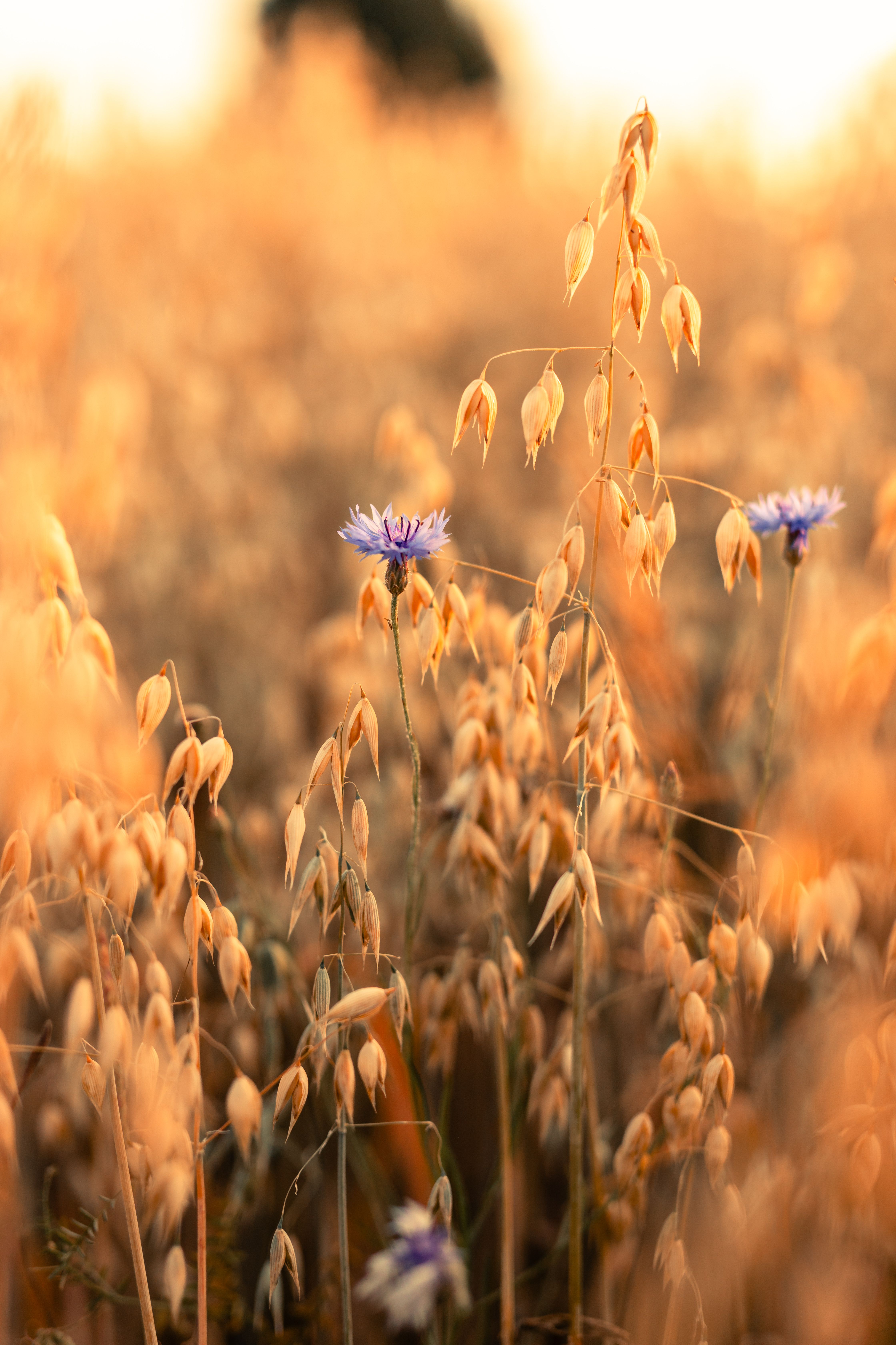 Purple Flowers in the Oat Field · Free Stock Photo