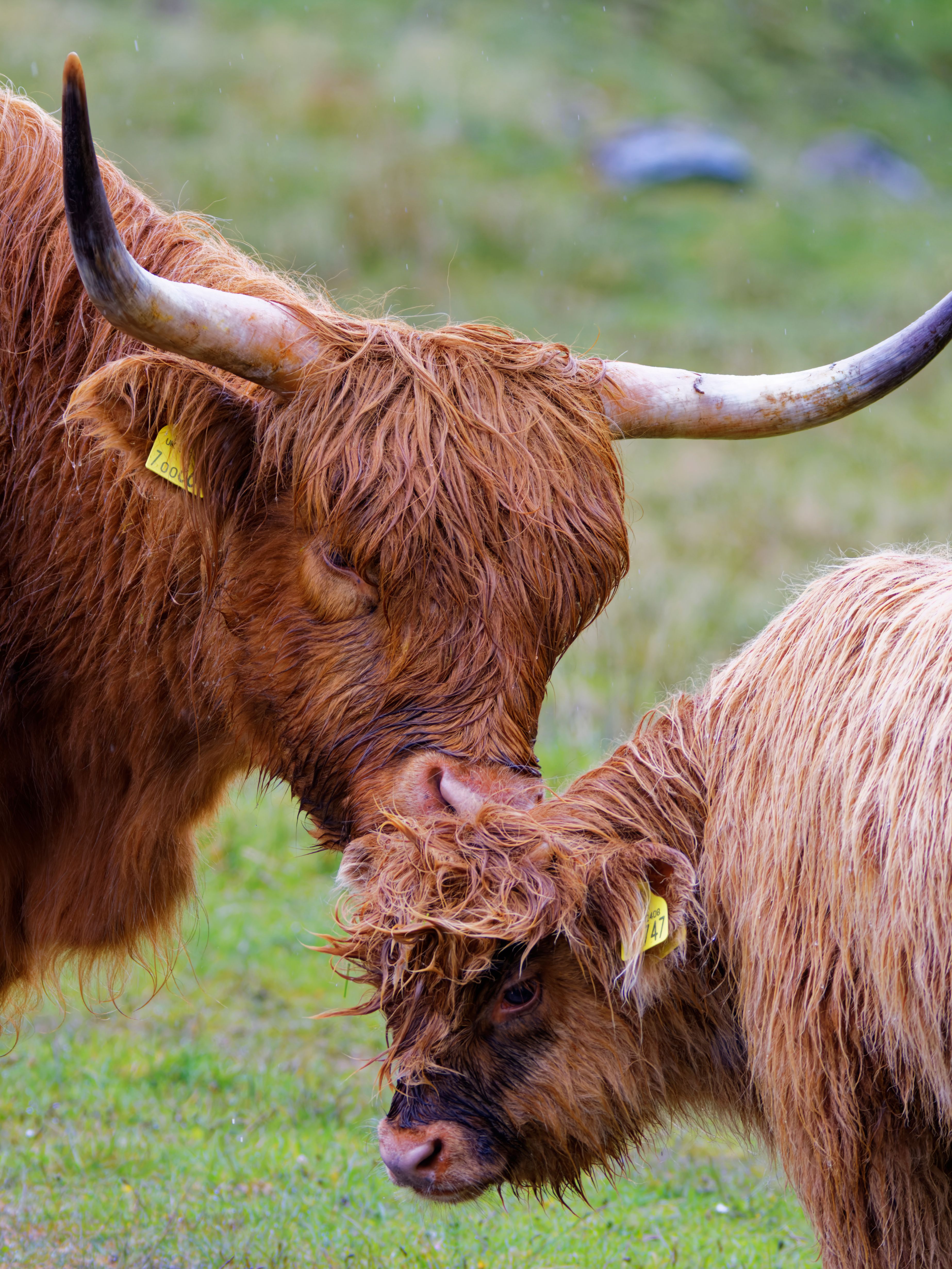 Furry Cows Photos, Download The BEST Free Furry Cows Stock Photos & HD ...