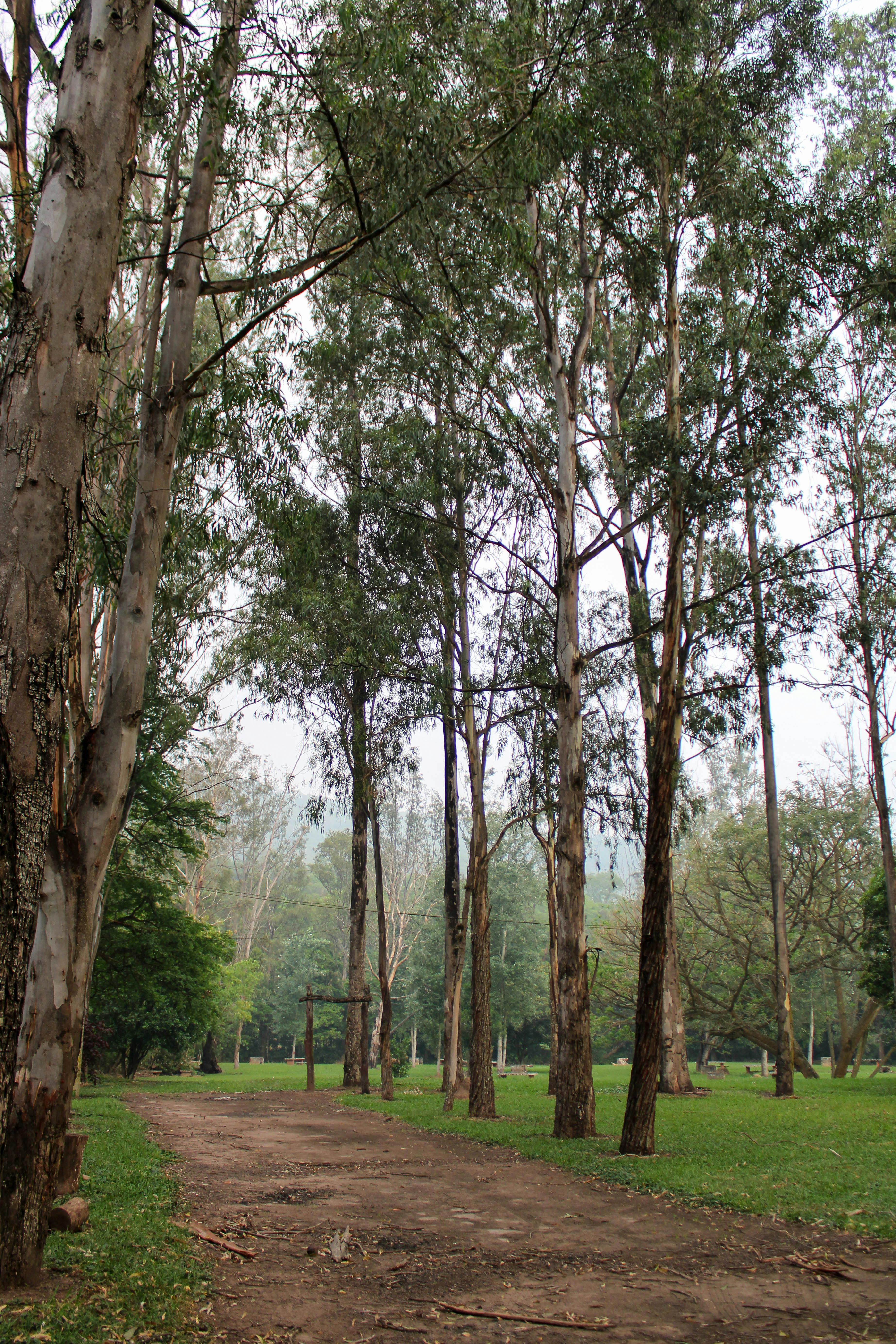 Footpath Between Trees in Park · Free Stock Photo