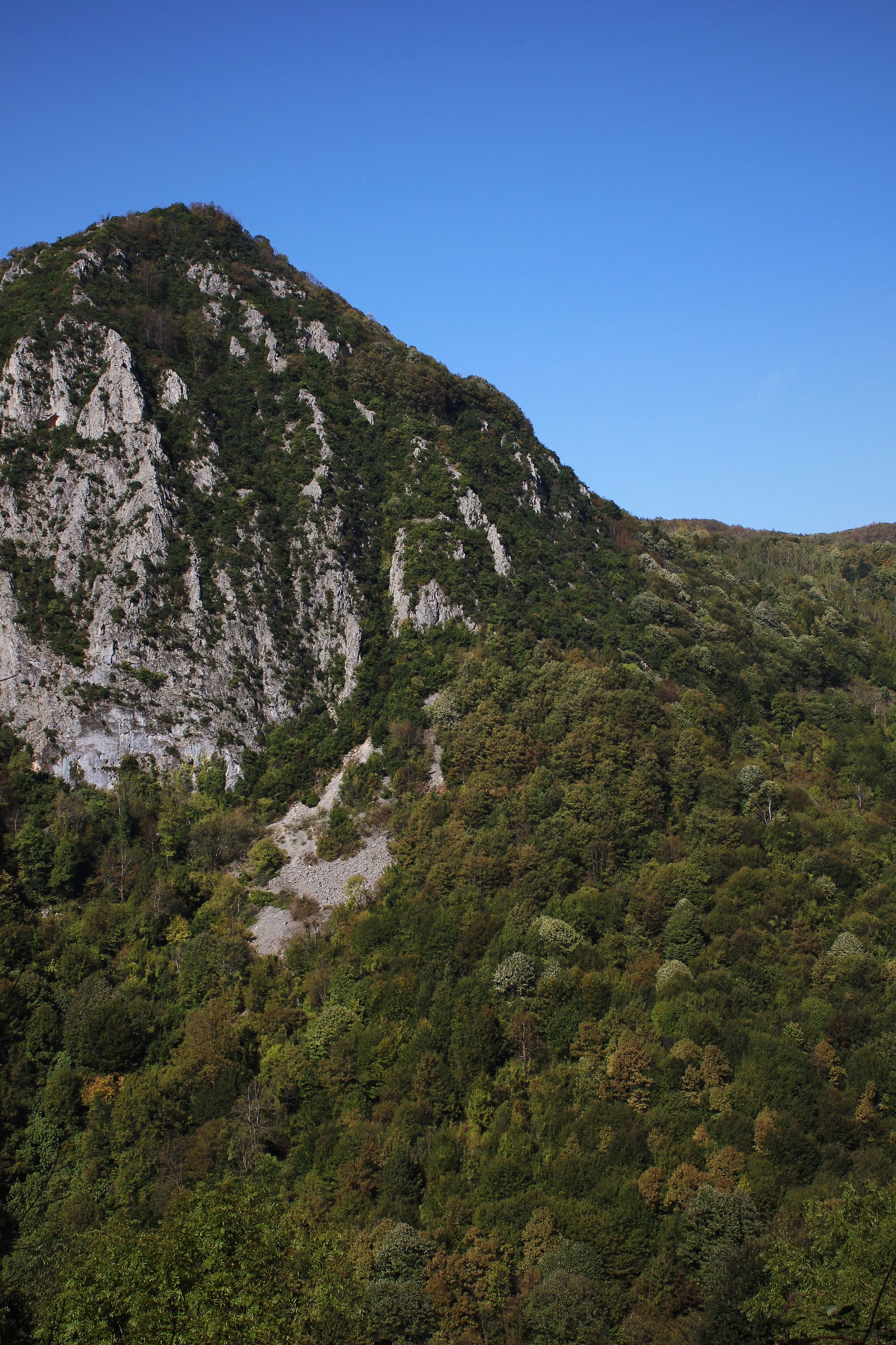Mountain Forests Photos, Download The BEST Free Mountain Forests Stock ...