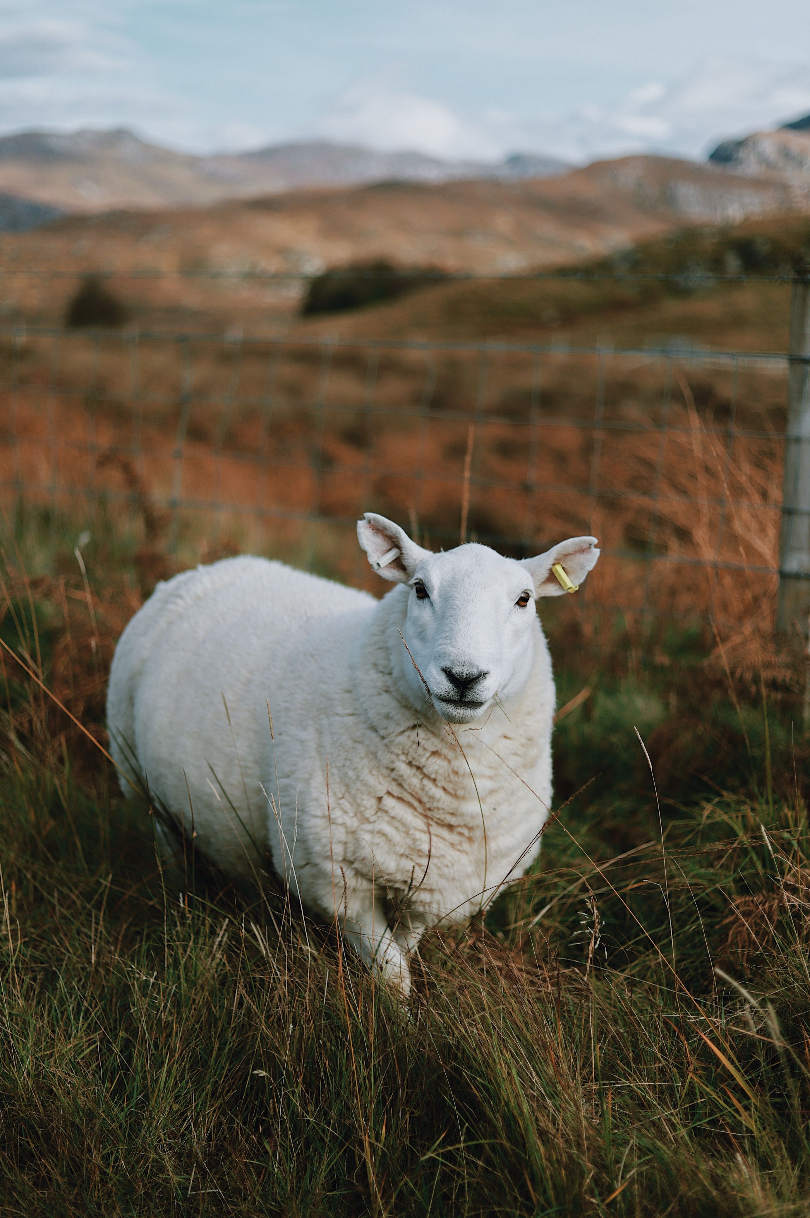 White Sheep on Green Grass Field · Free Stock Photo