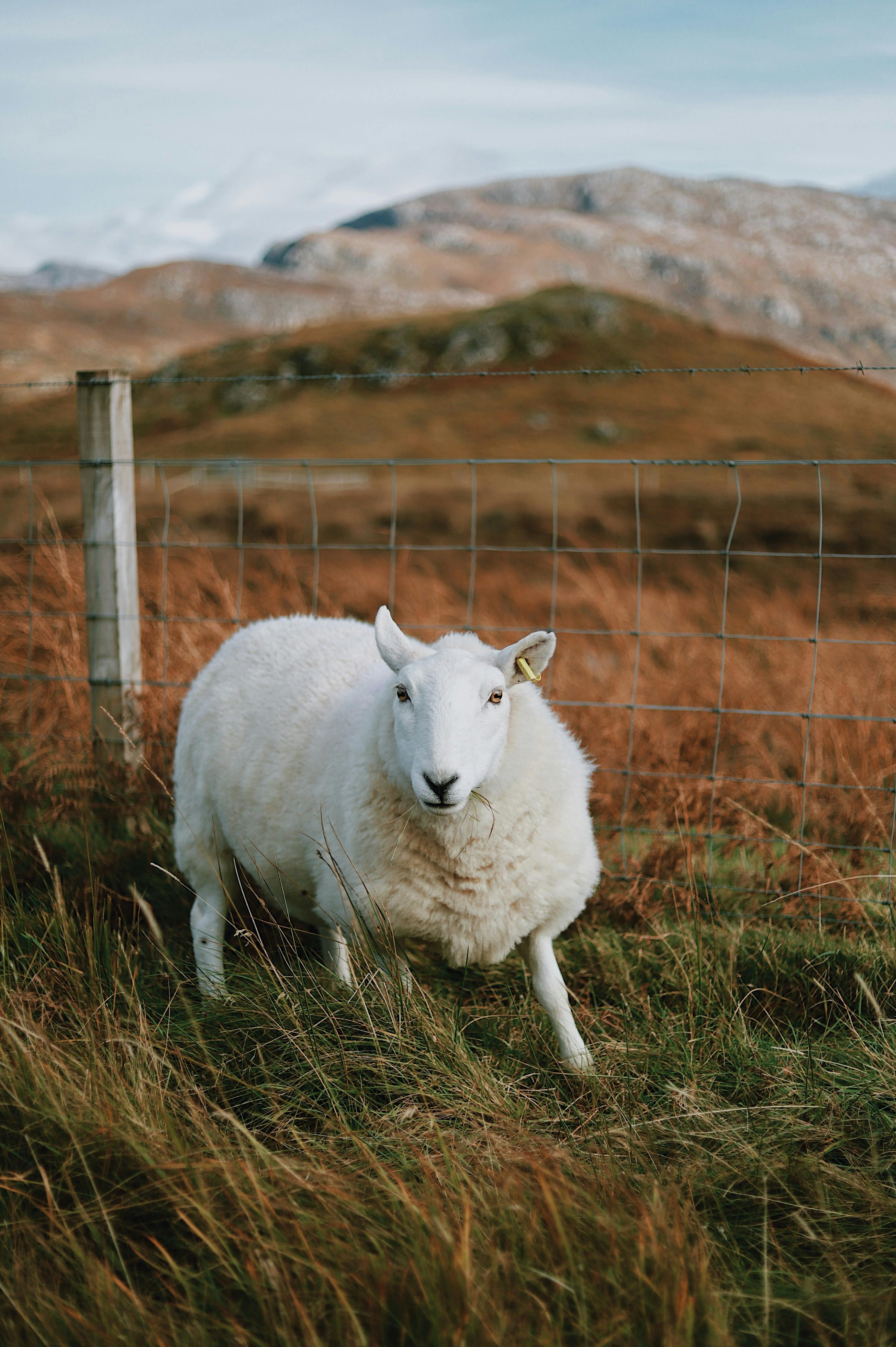 Sheep Color Photos, Download The BEST Free Sheep Color Stock Photos ...