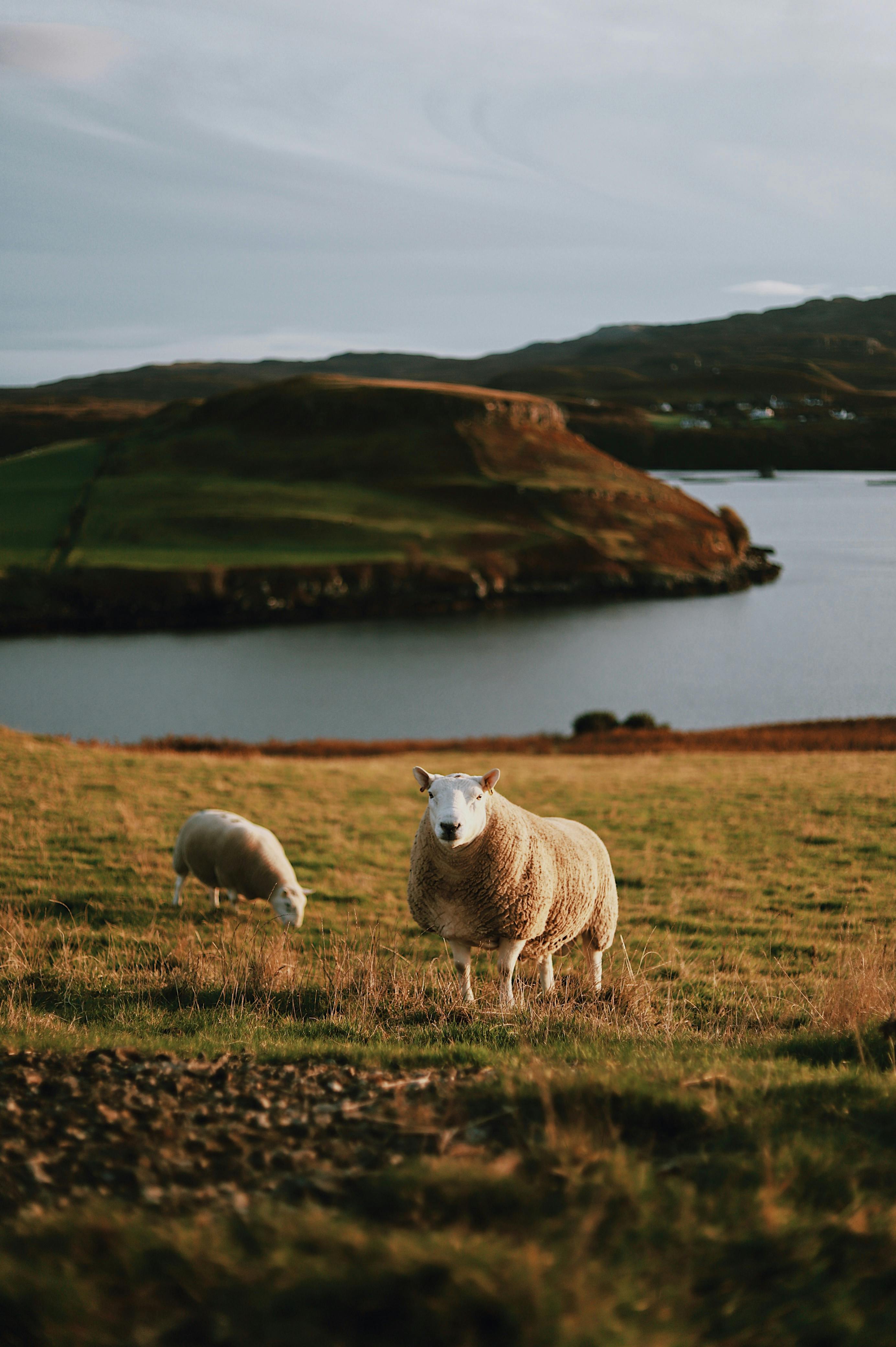 Scotland Sheep Farm Photos, Download The BEST Free Scotland Sheep Farm ...