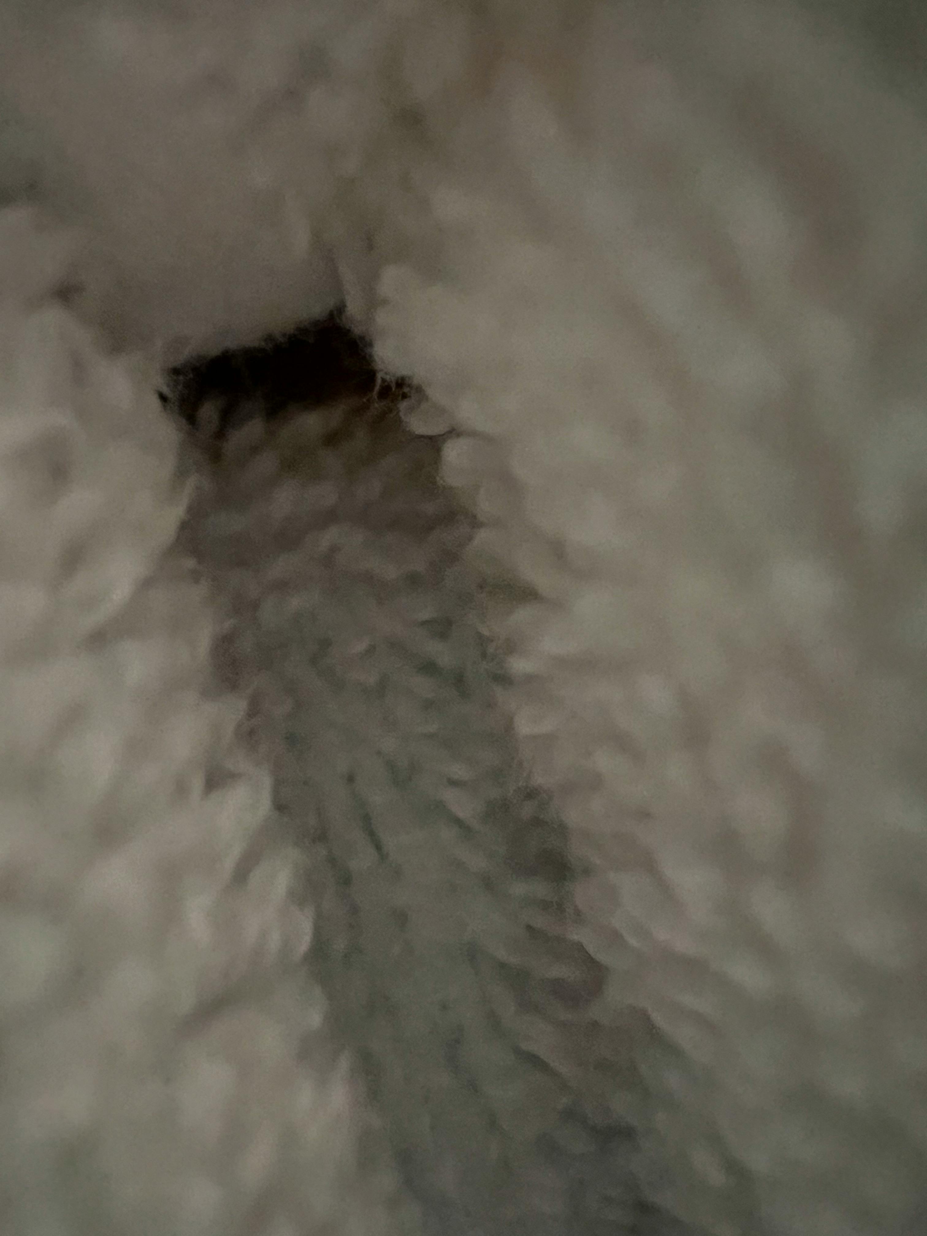 Greg Levine - Fotografi