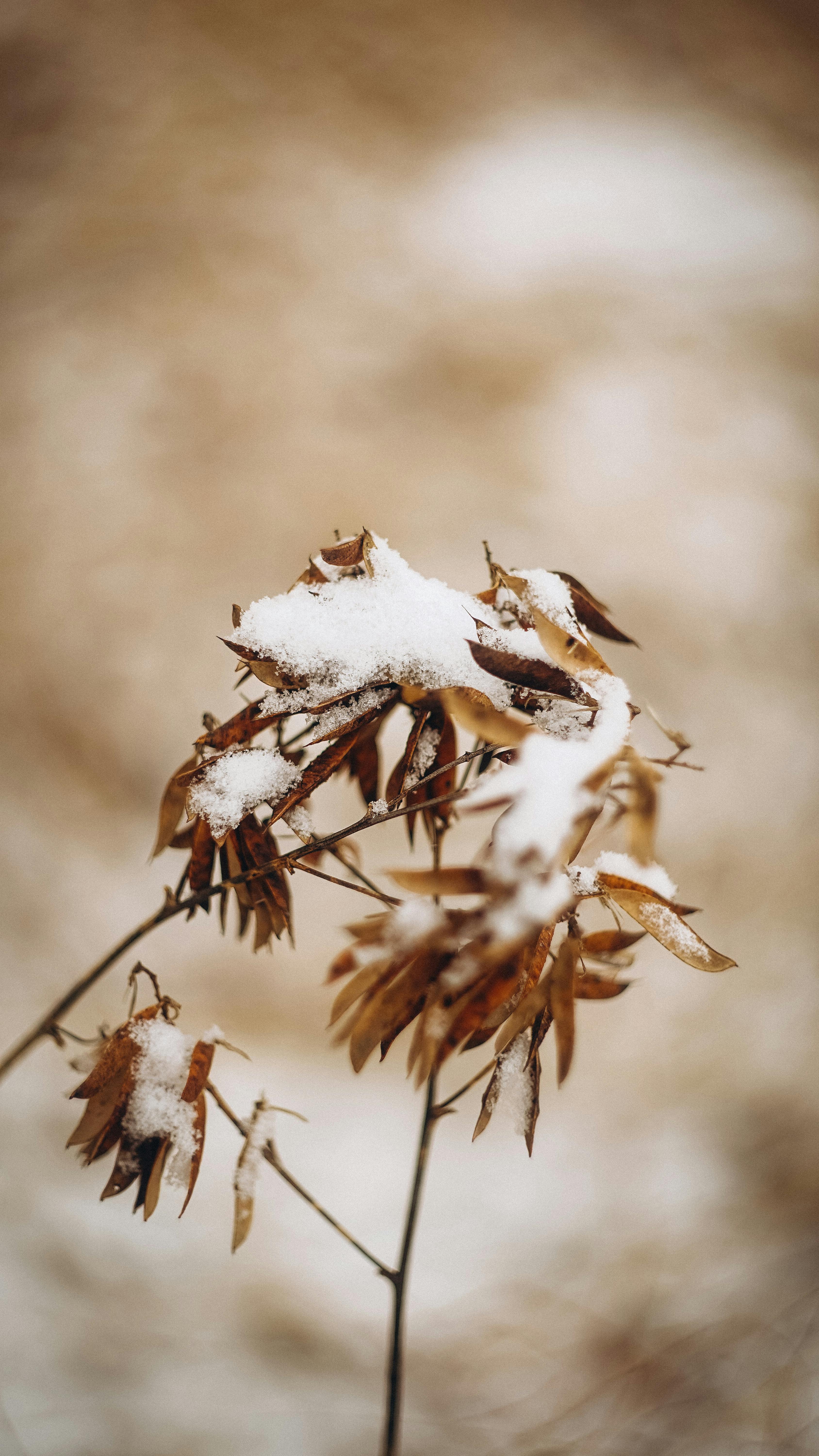 Close up of Snow on Leaves · Free Stock Photo