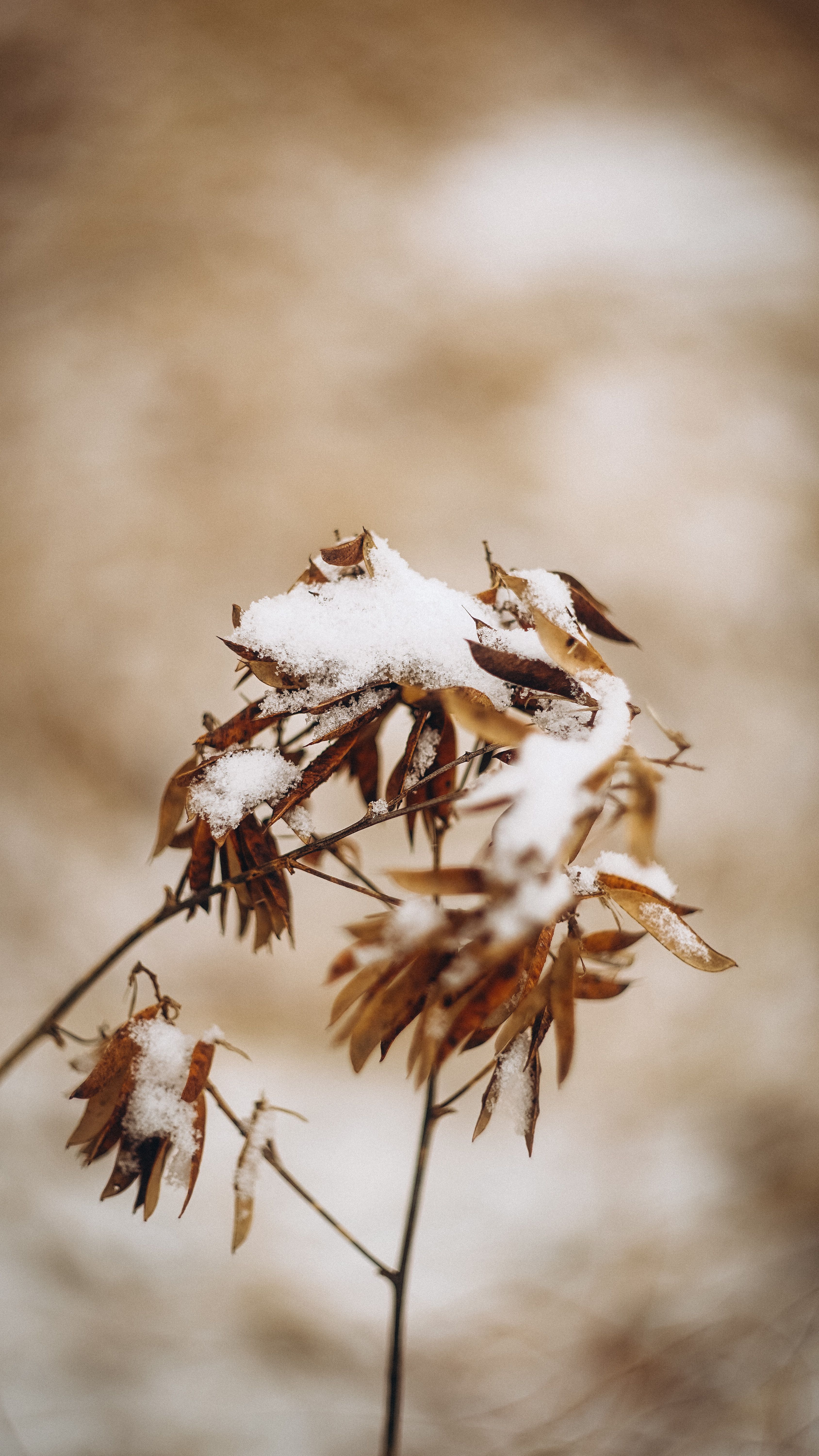 Close up of Snow on Leaves · Free Stock Photo