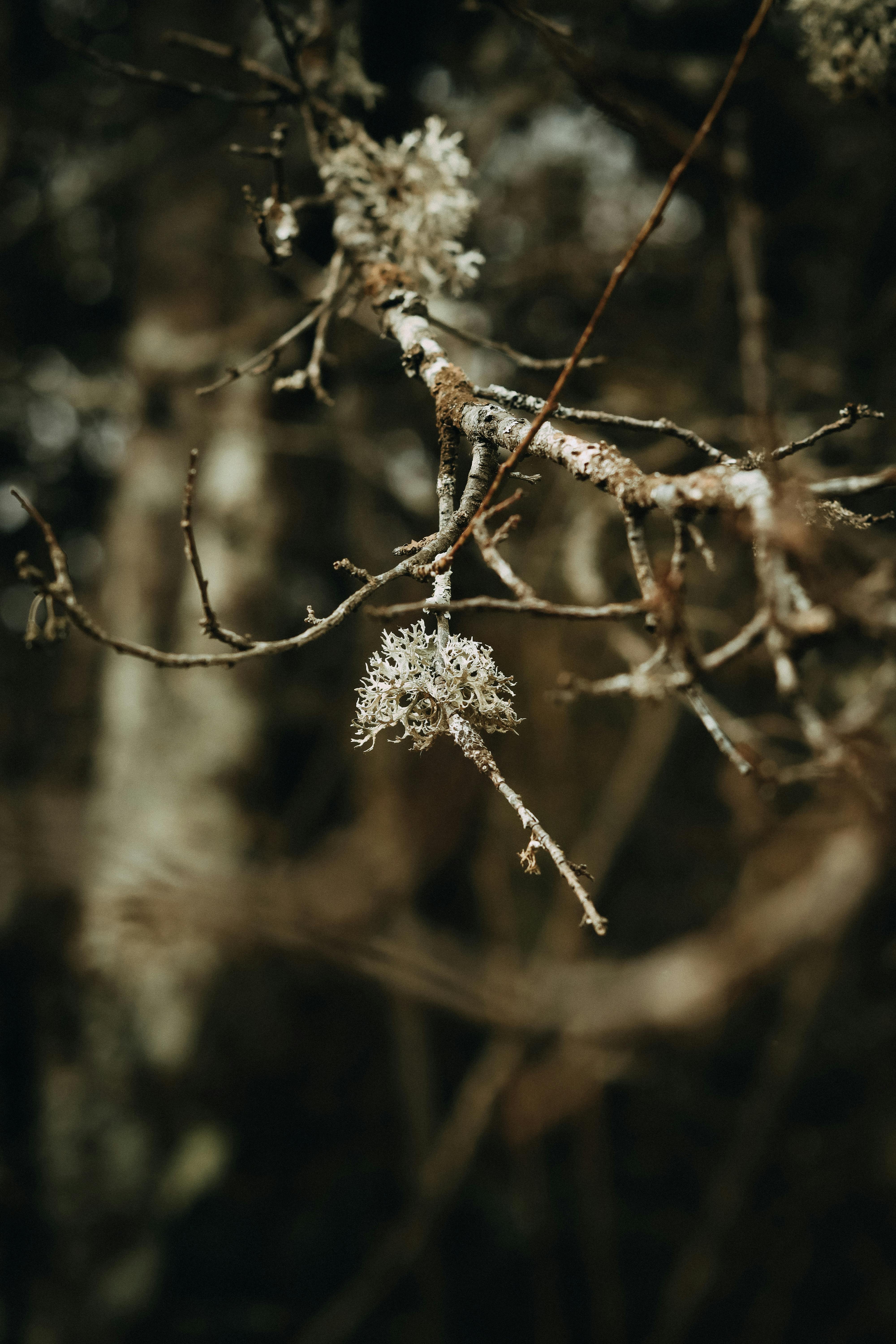 Close-up of a Leafless Tree Branch · Free Stock Photo
