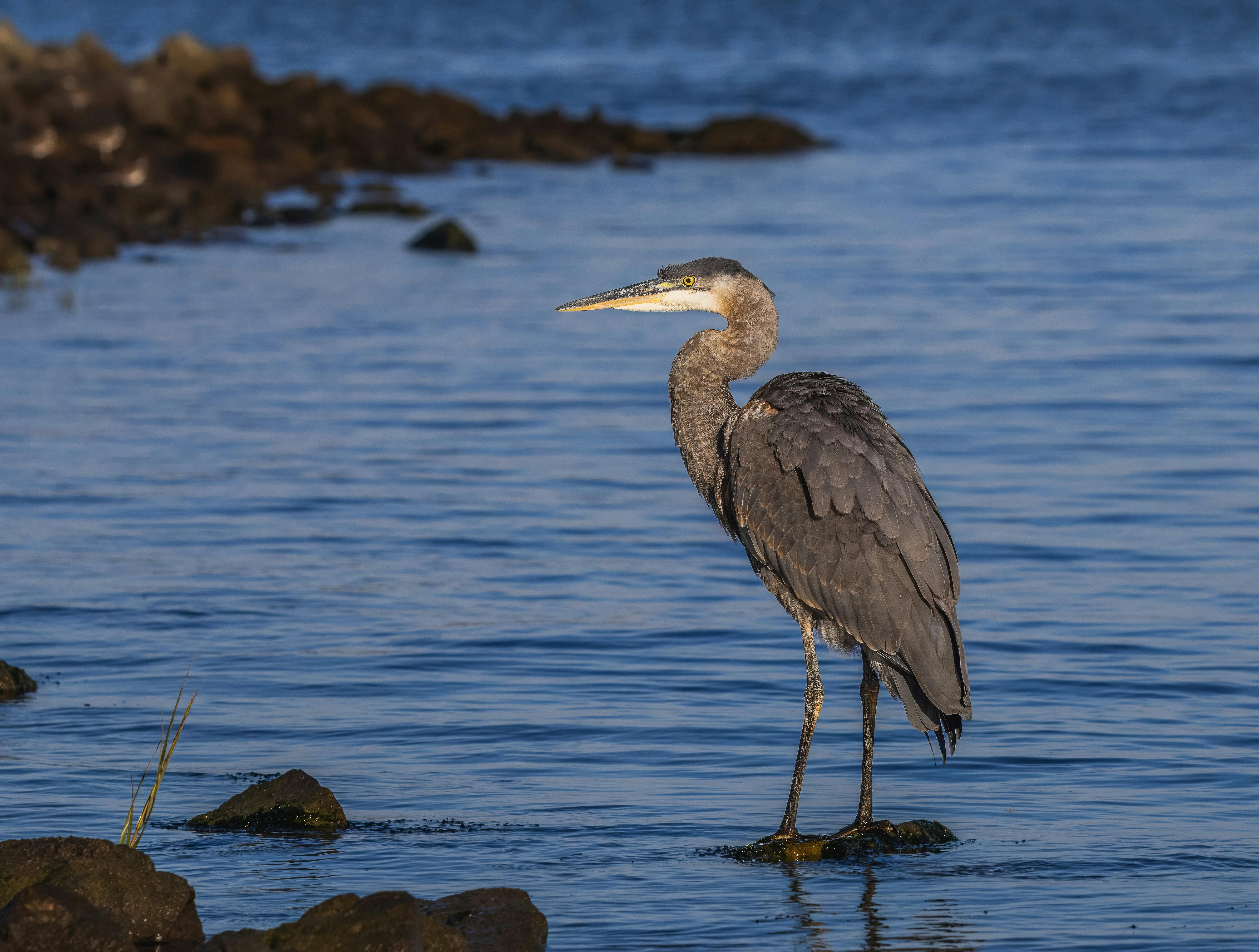 Photo of the Great Blue Heron · Free Stock Photo