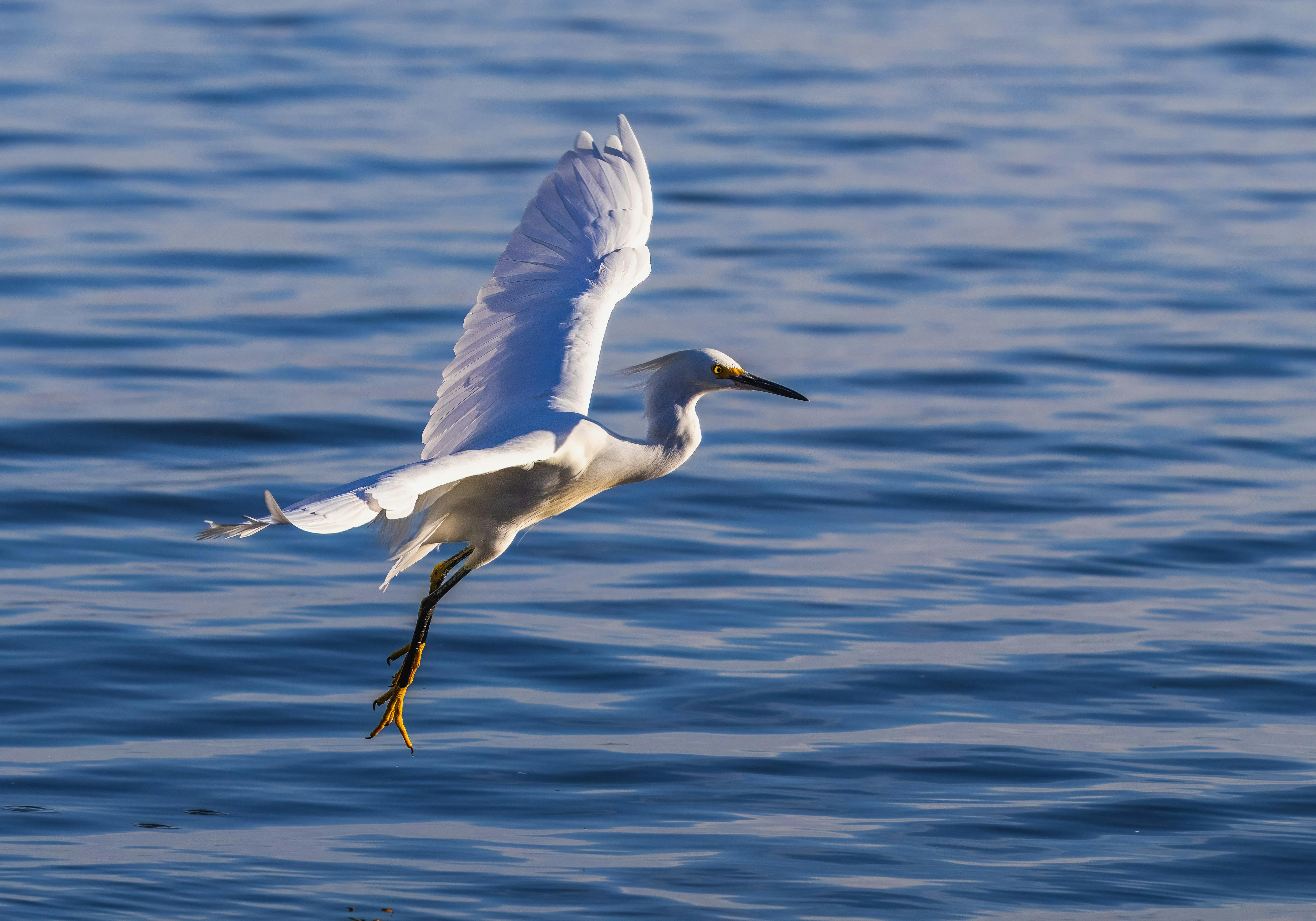 Foto de stock gratuita sobre agua, al aire libre, alas, altísimo ...
