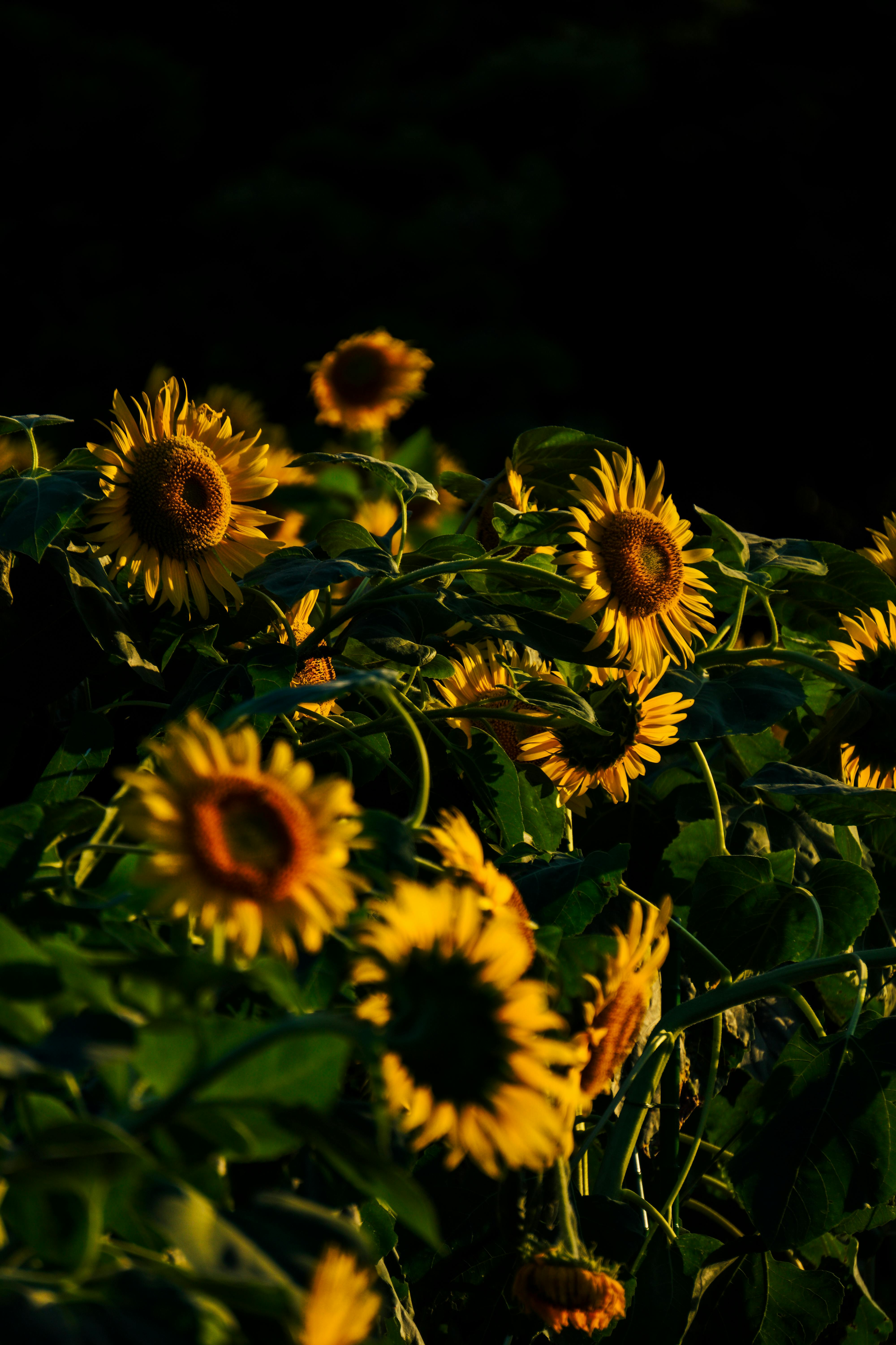 Four Sunflowers in Bloom on Teal Surface · Free Stock Photo