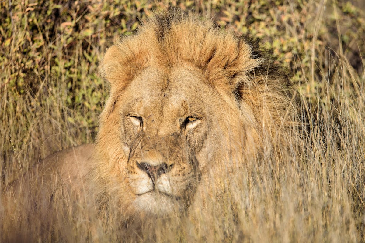 Lionness Photos, Download The BEST Free Lionness Stock Photos & HD Images