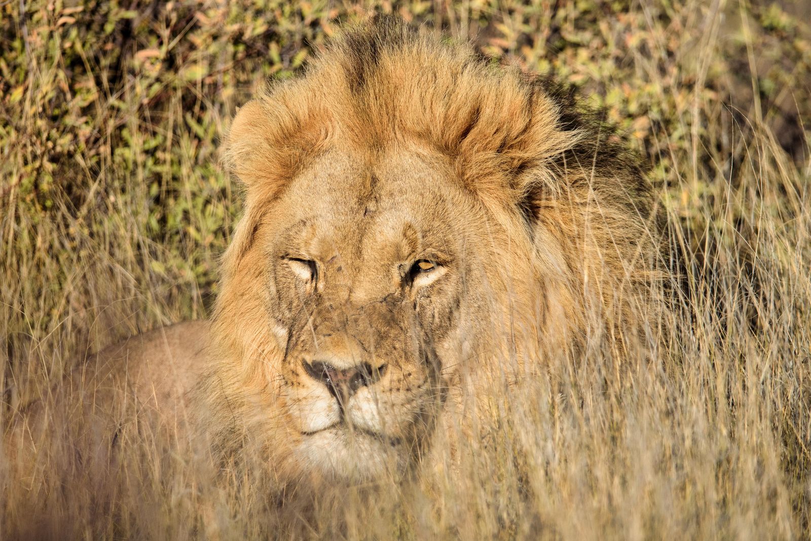 Lionness Photos, Download The BEST Free Lionness Stock Photos & HD Images