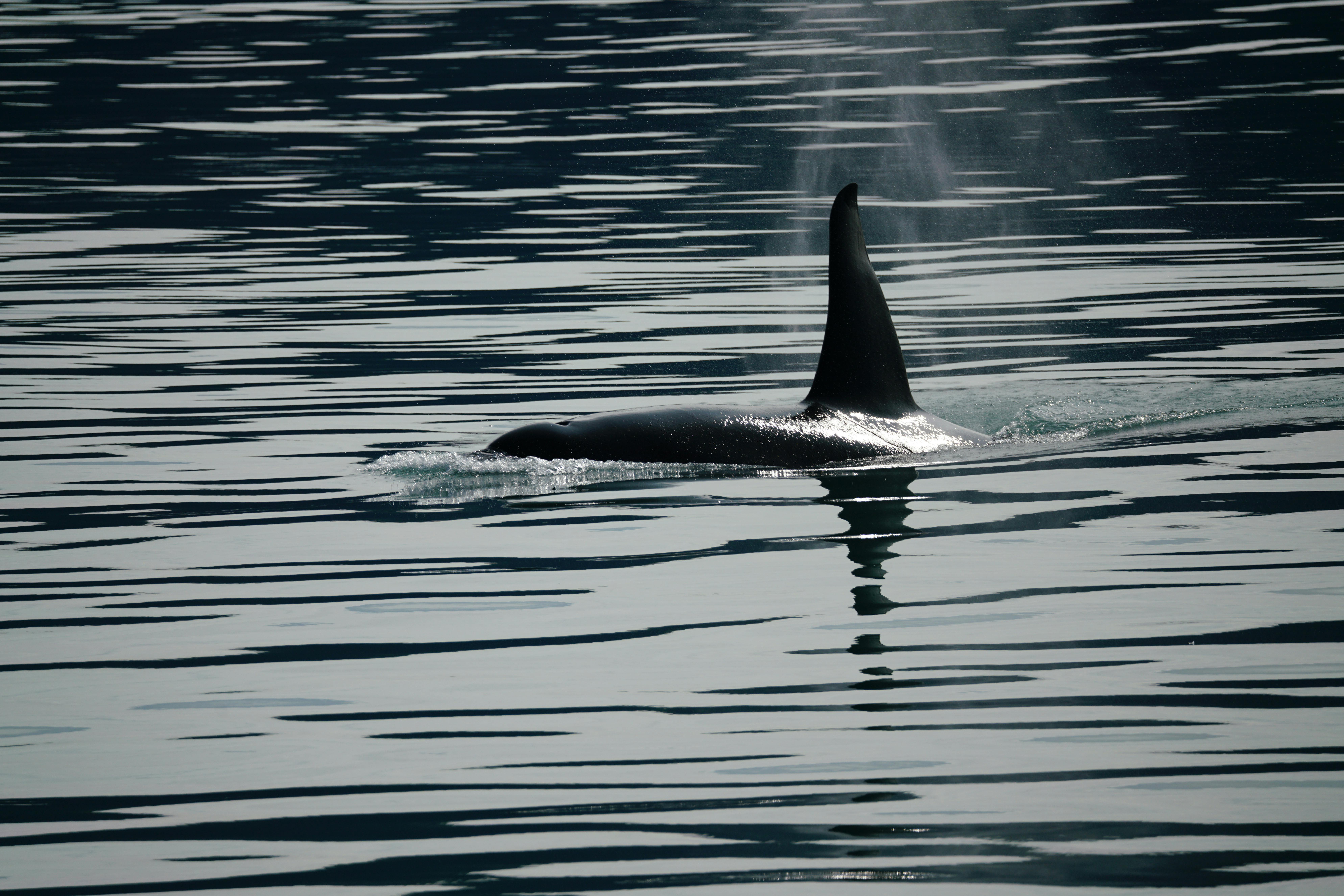 Orca in Sea · Free Stock Photo