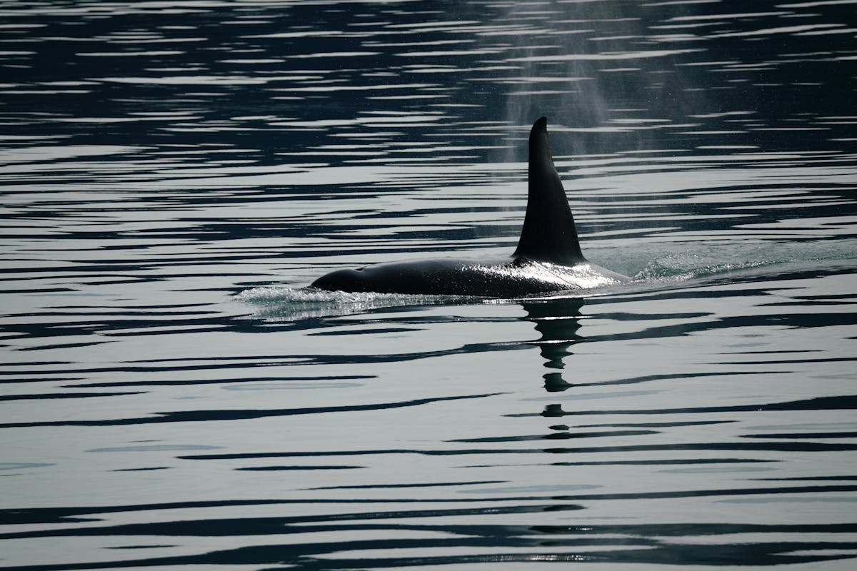 Orca Photos, Download The BEST Free Orca Stock Photos & HD Images