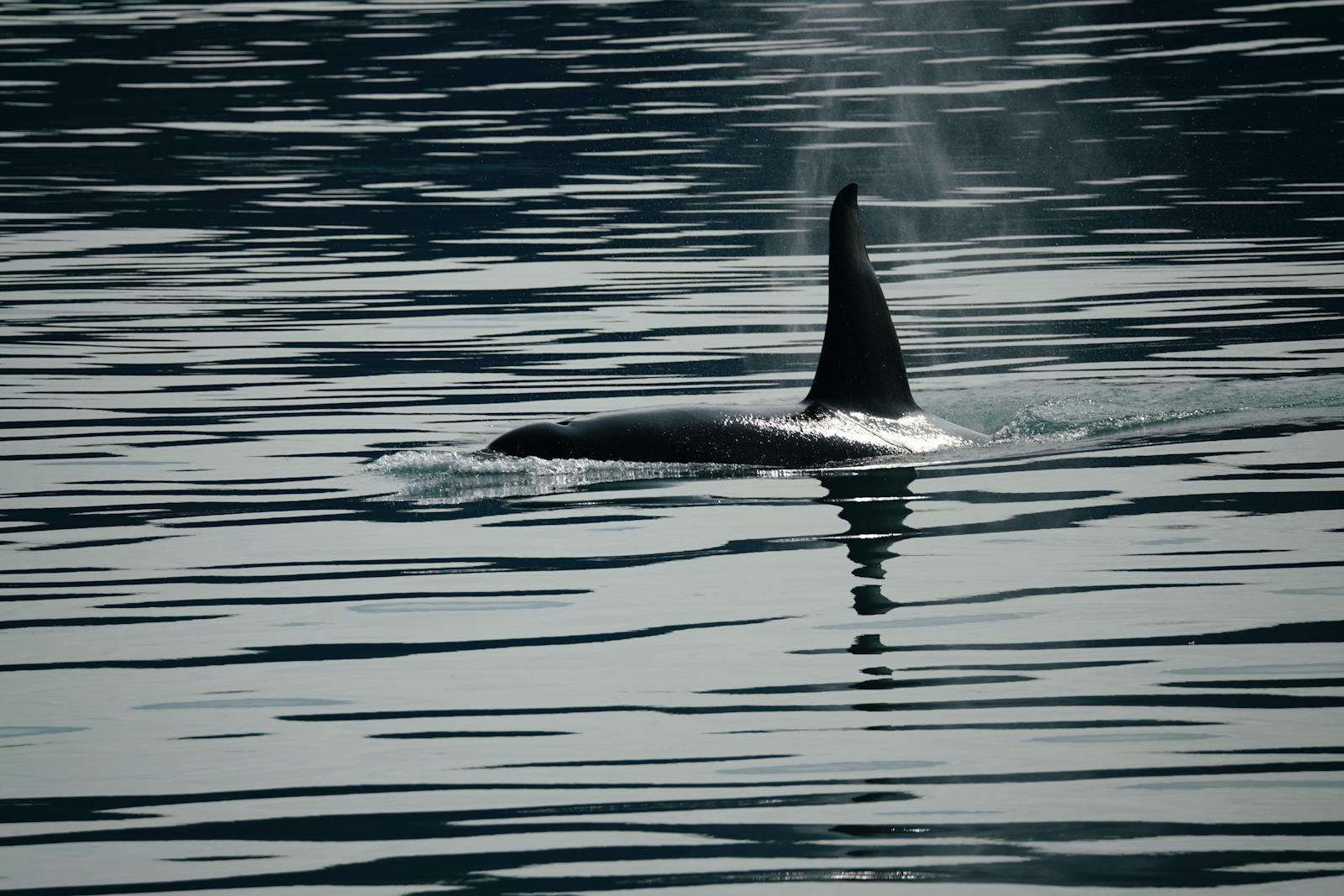 Orca Photos, Download The BEST Free Orca Stock Photos & HD Images