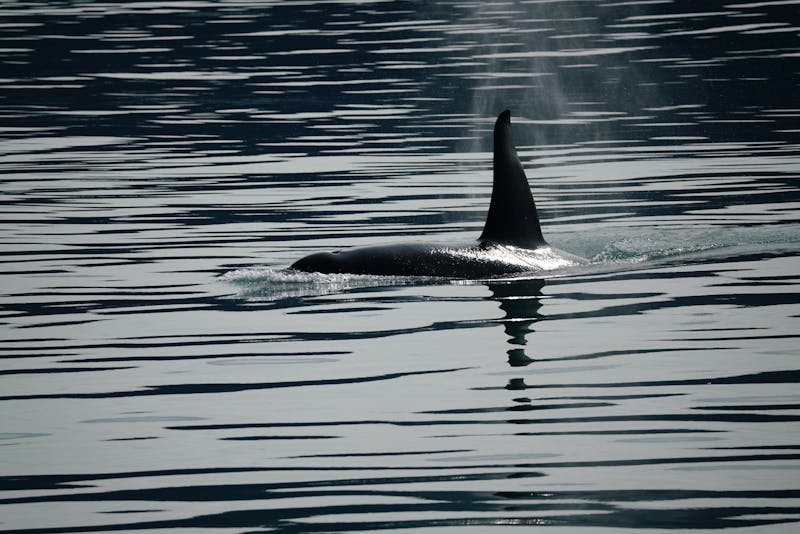 Orca Photos, Download The BEST Free Orca Stock Photos & HD Images