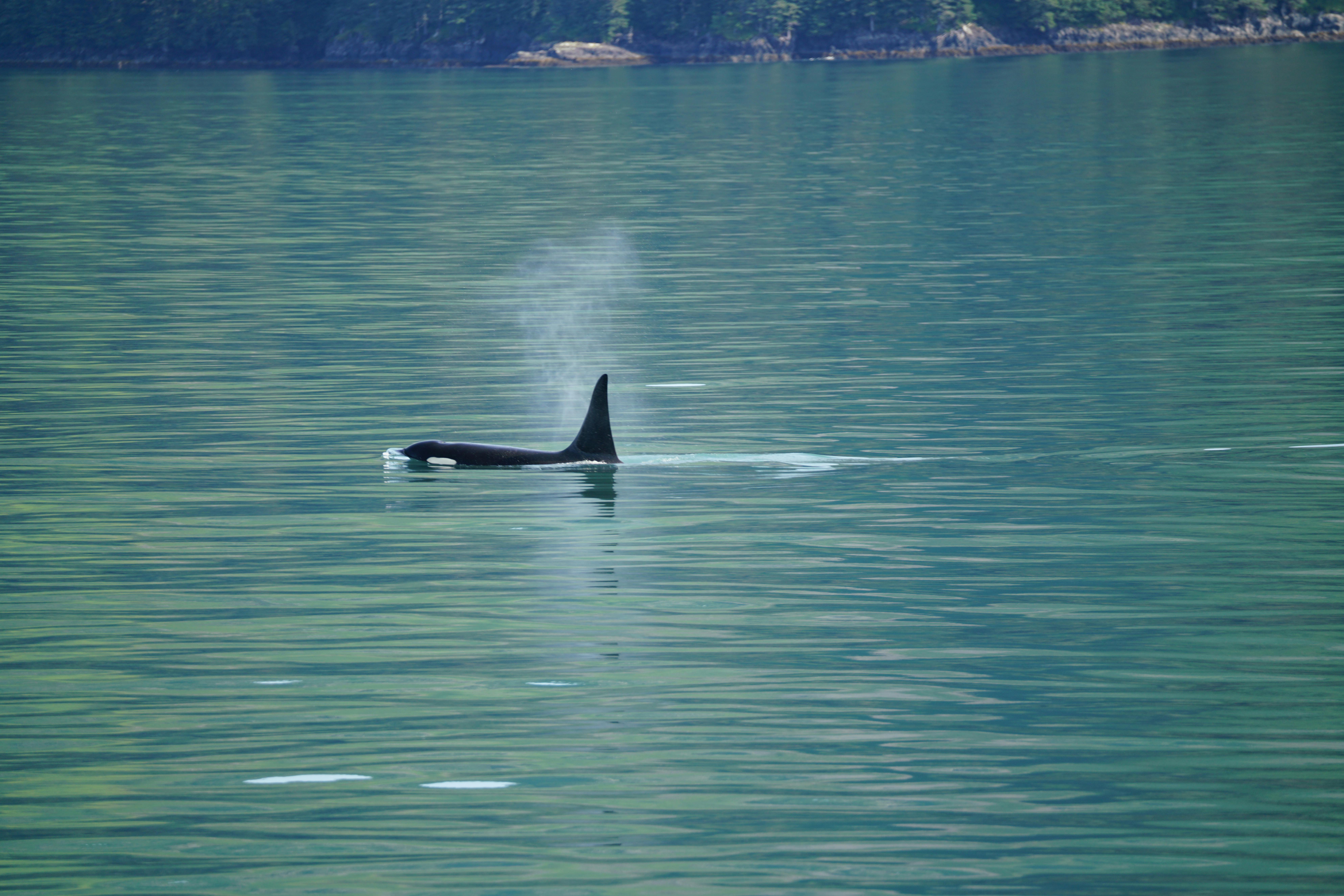 Orca Photos, Download The BEST Free Orca Stock Photos & HD Images