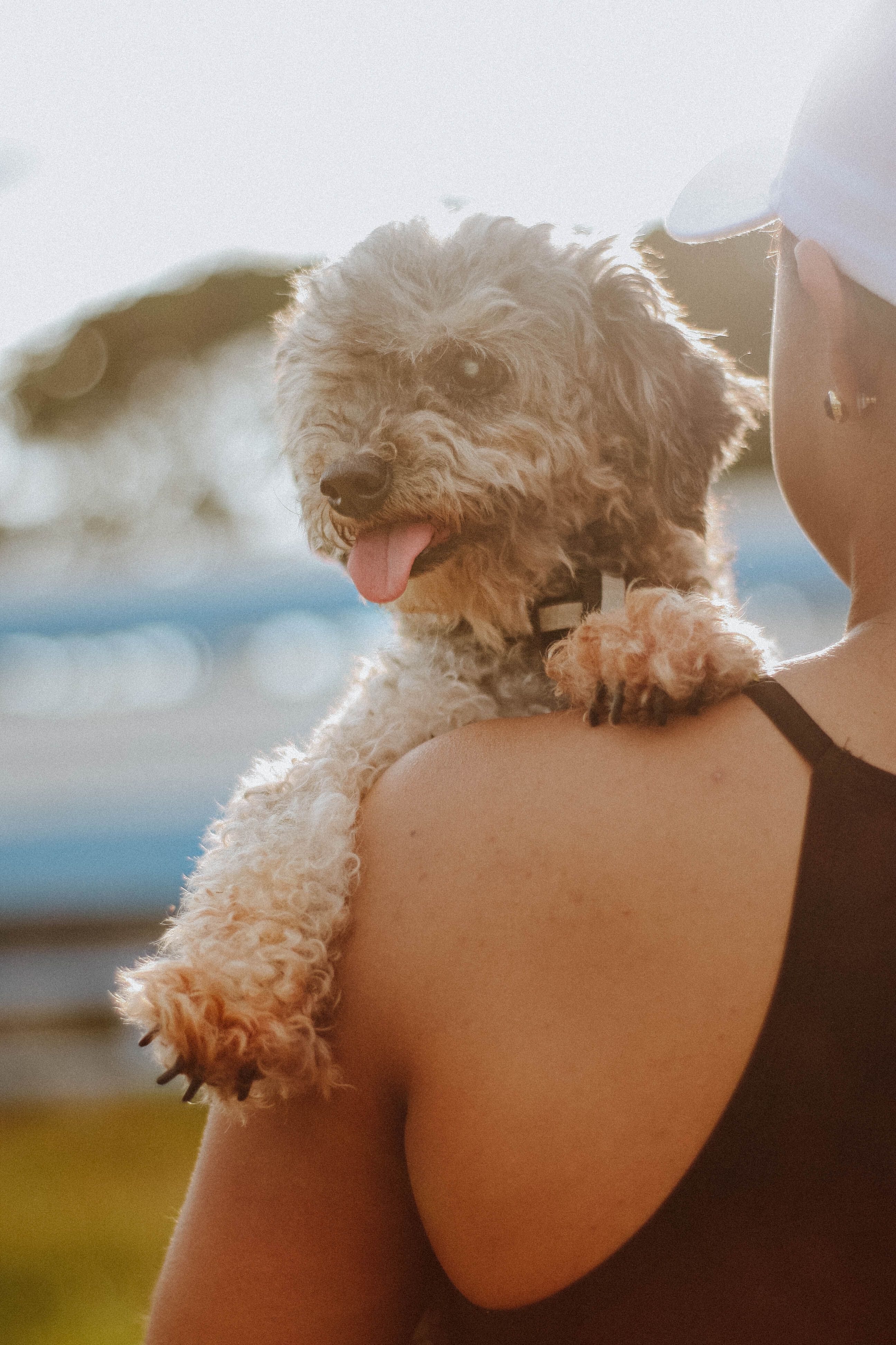 Woman Chasing Dog Photos, Download The BEST Free Woman Chasing Dog ...