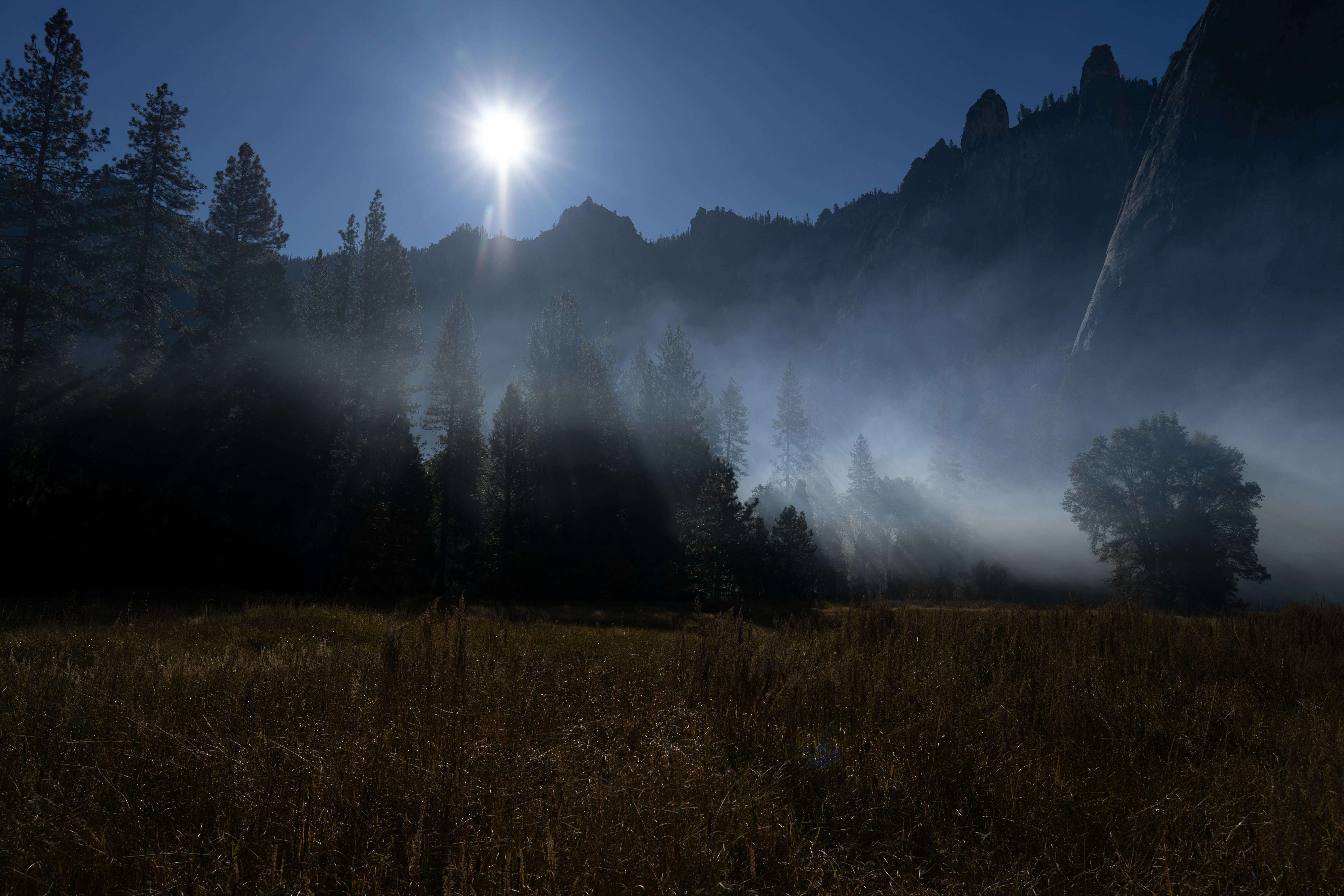 Photo Of Forest During Dawn · Free Stock Photo