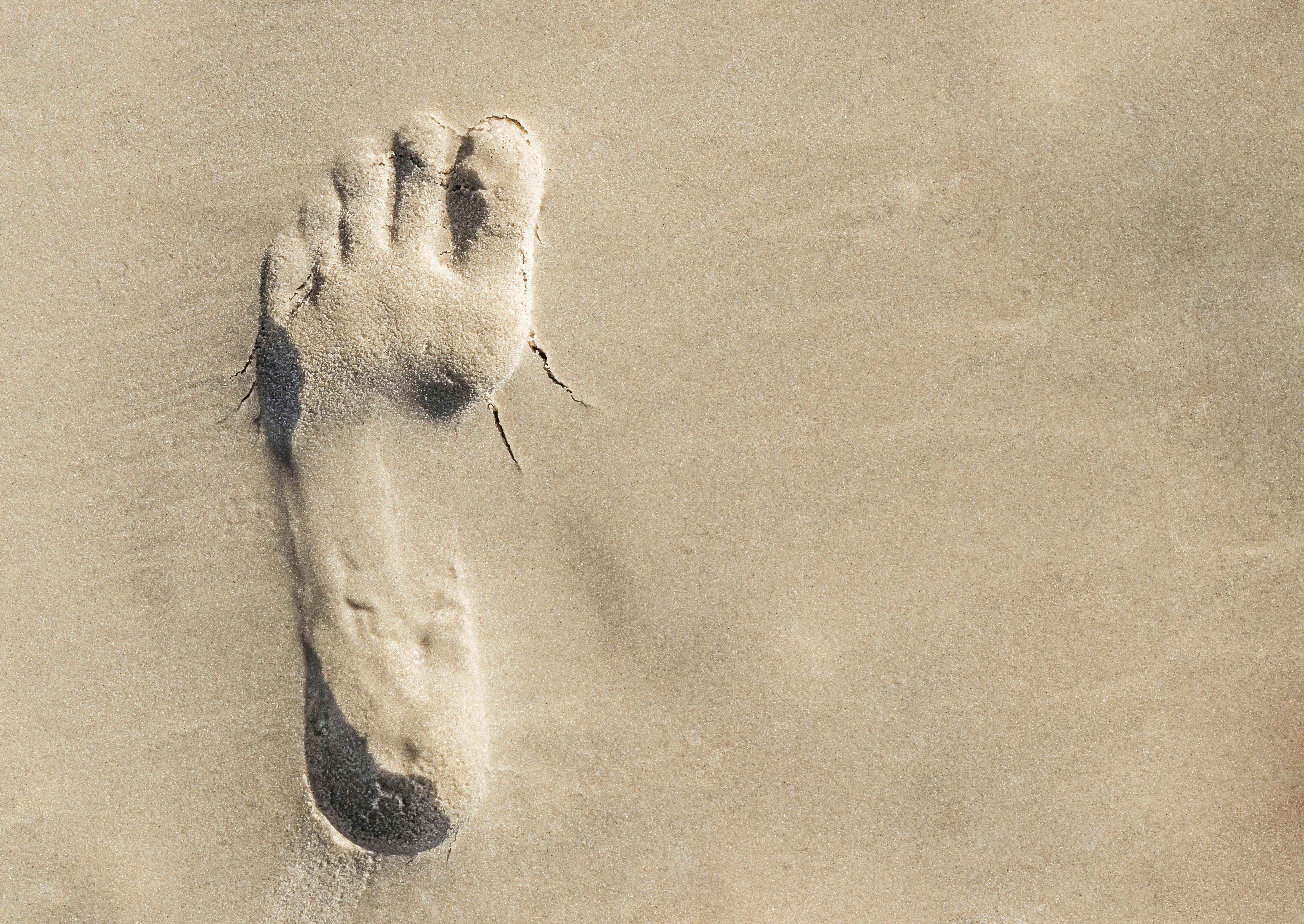 Oso Trace Photos, Download The BEST Free Oso Trace Stock Photos & HD Images