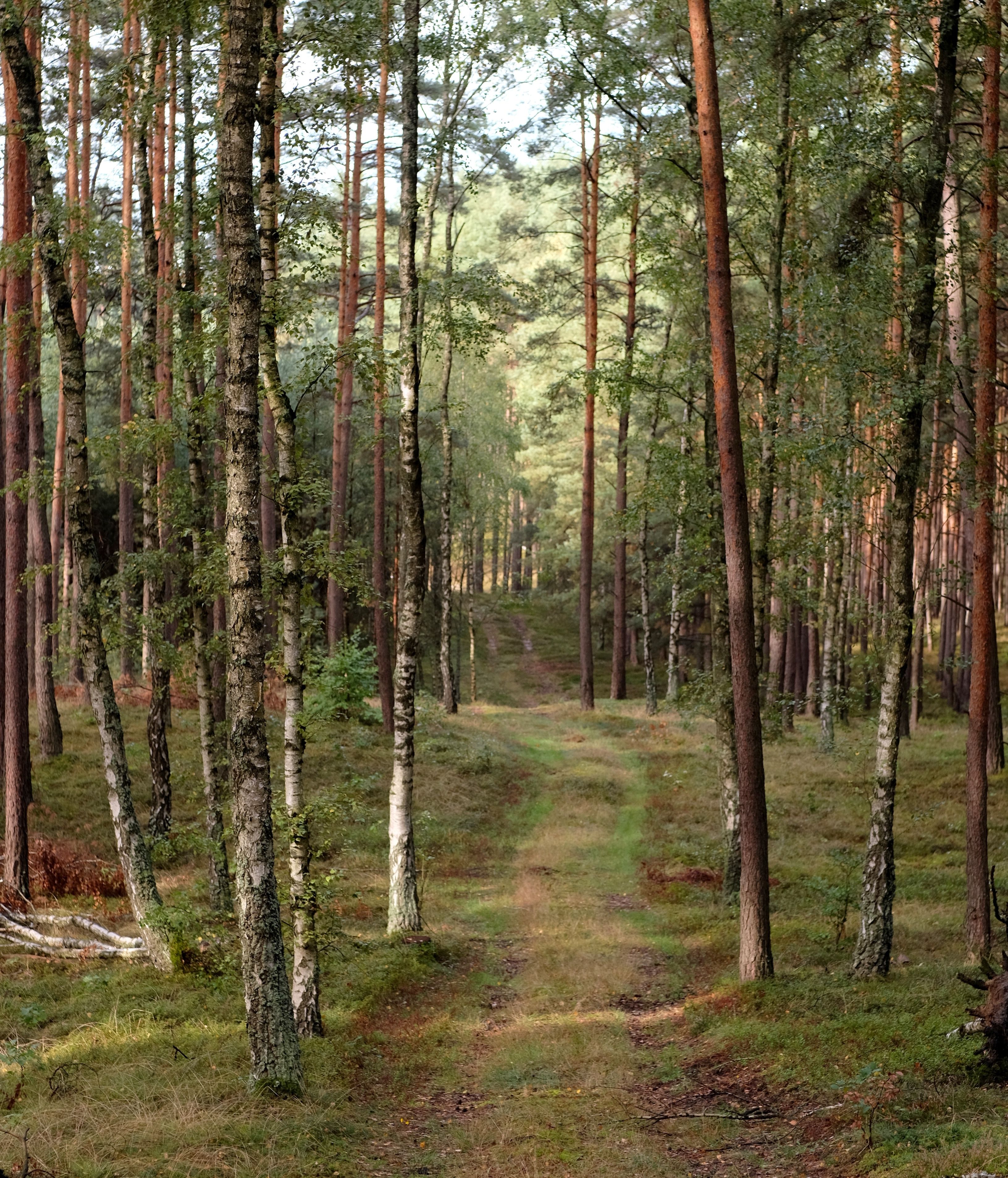 A path through a forest with tall trees · Free Stock Photo