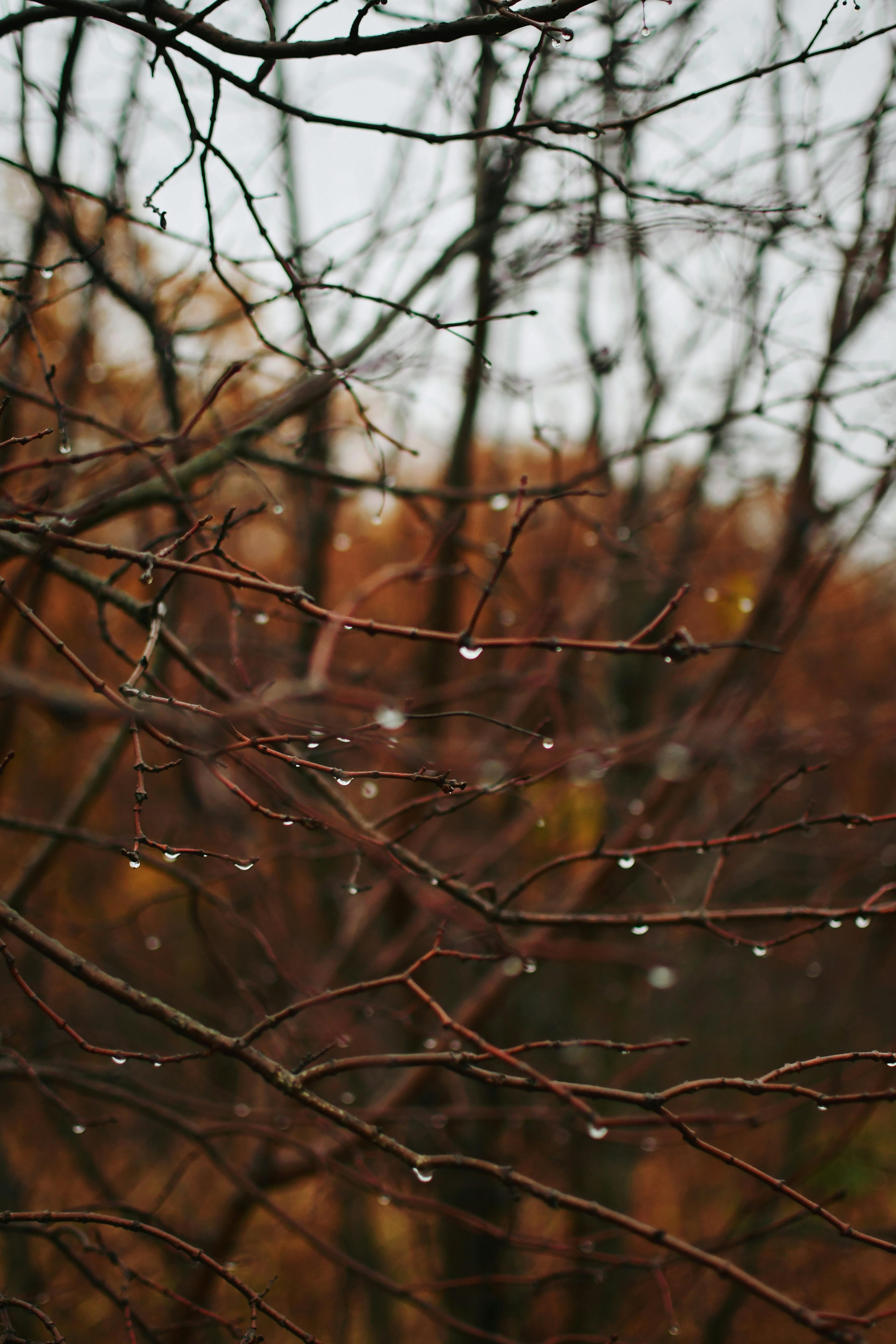 Close-up of Wet Twigs in Autumnal Colors · Free Stock Photo