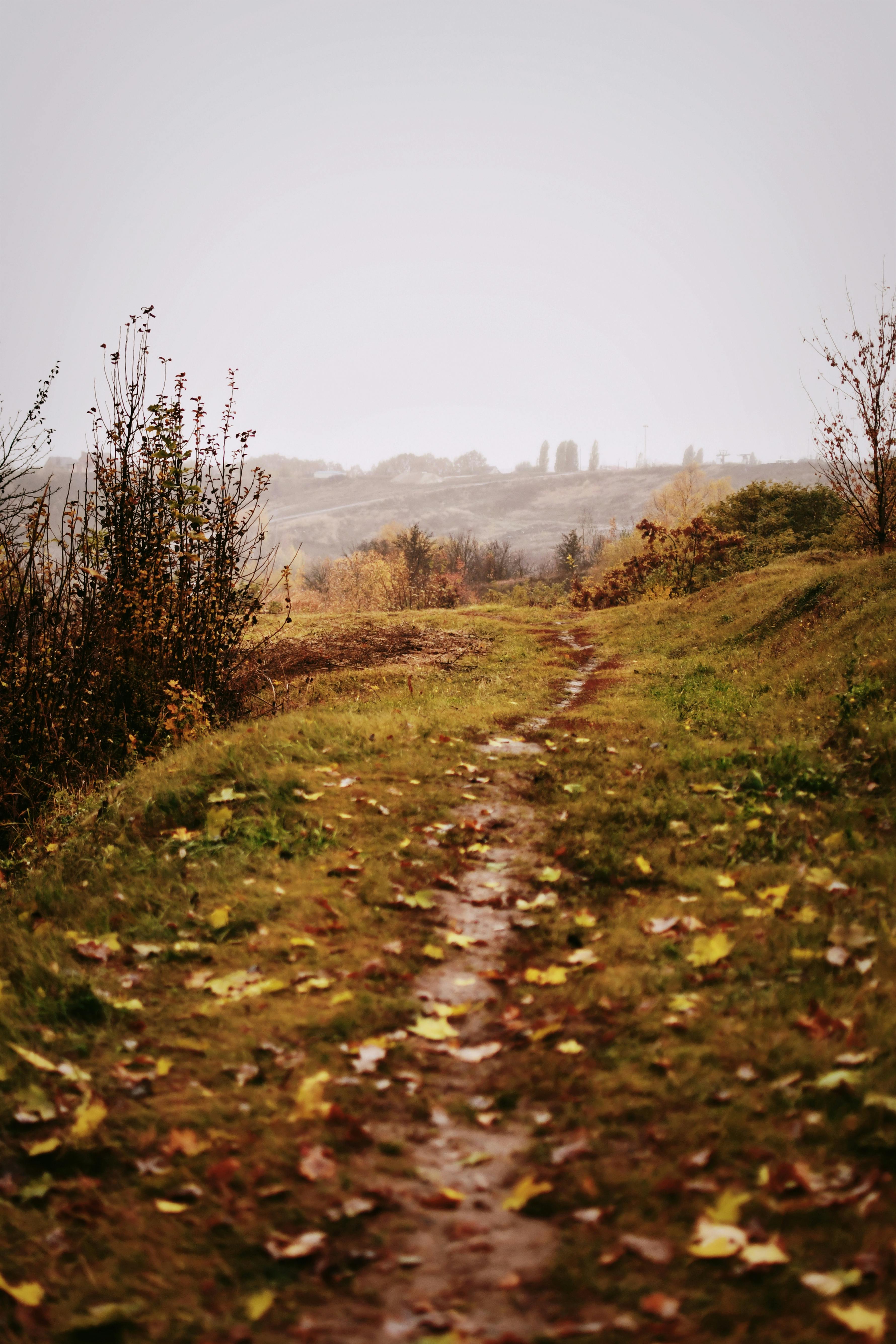 Tree near Footpath in Park · Free Stock Photo