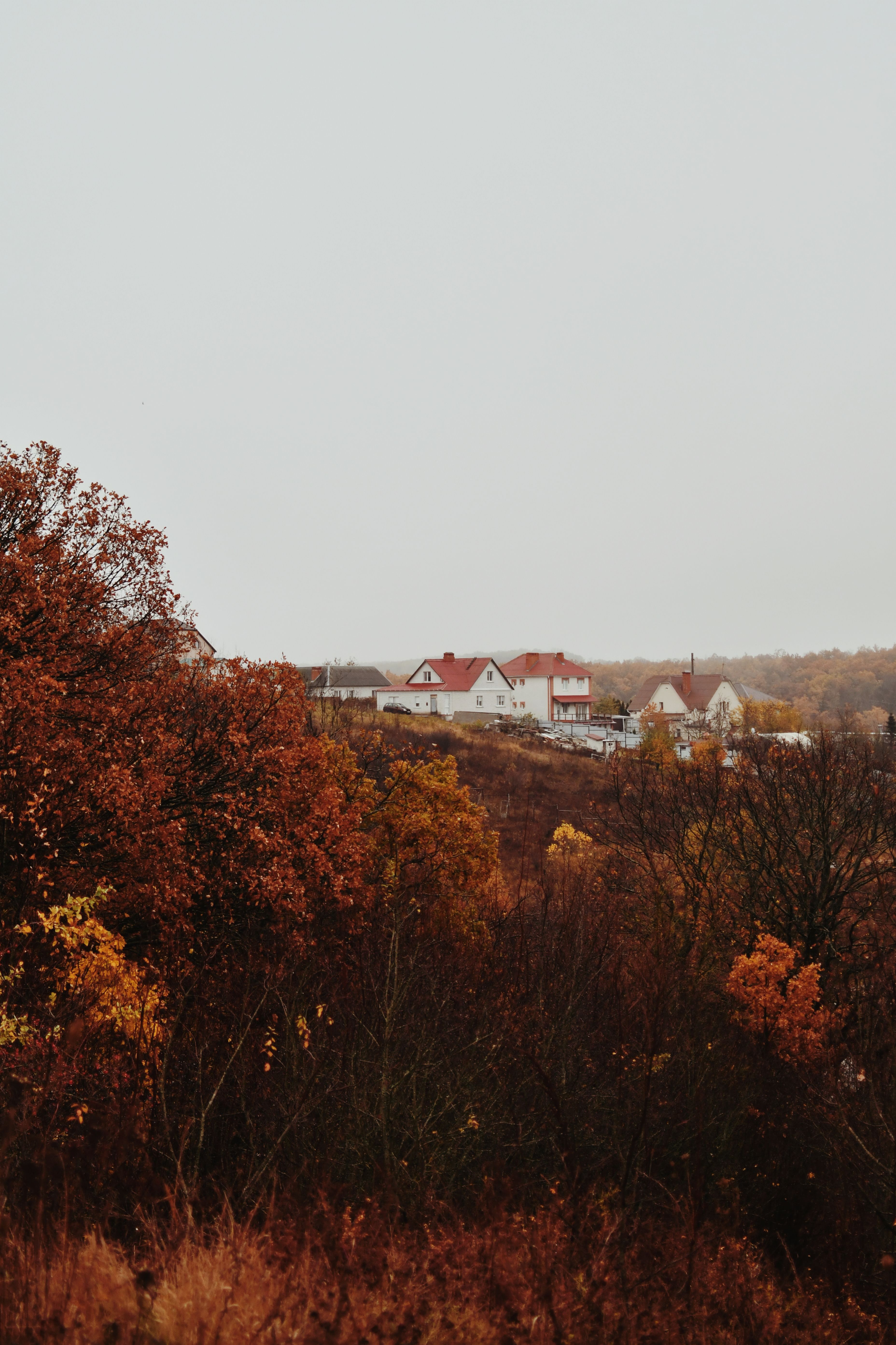 Tree House · Free Stock Photo