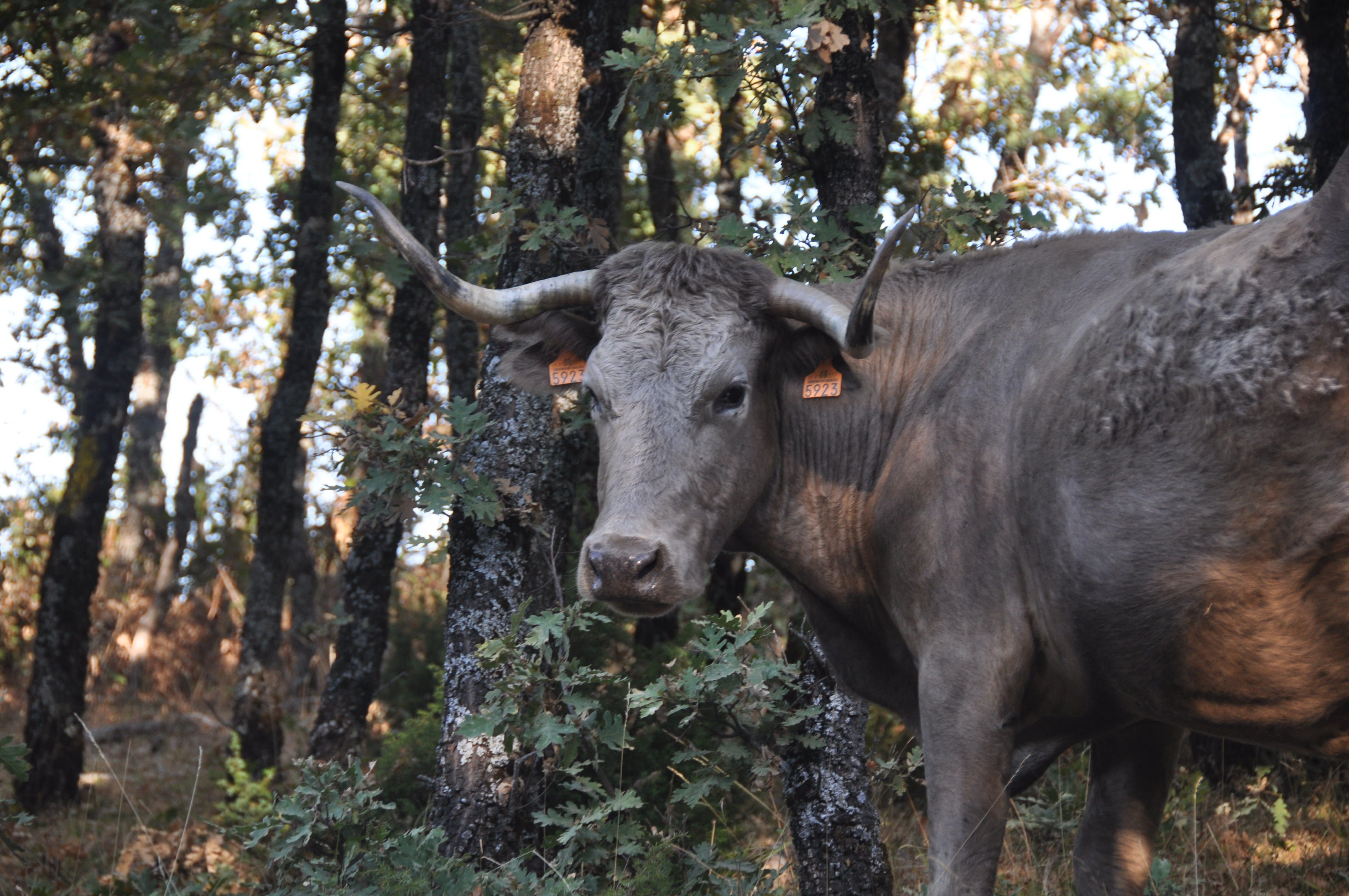 Photo of a Bull on the Background of Trees · Free Stock Photo