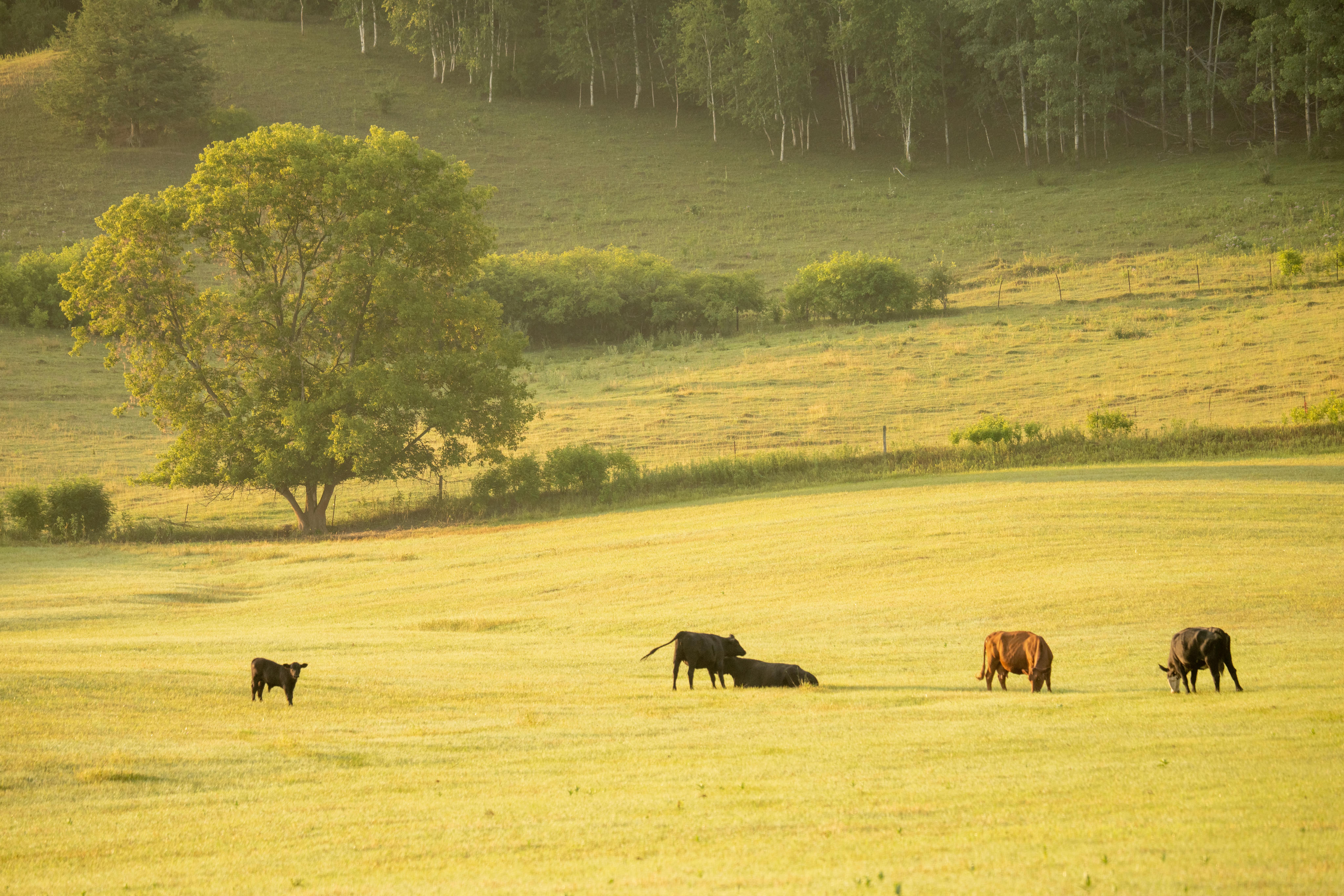 Cattle on Pasture · Free Stock Photo