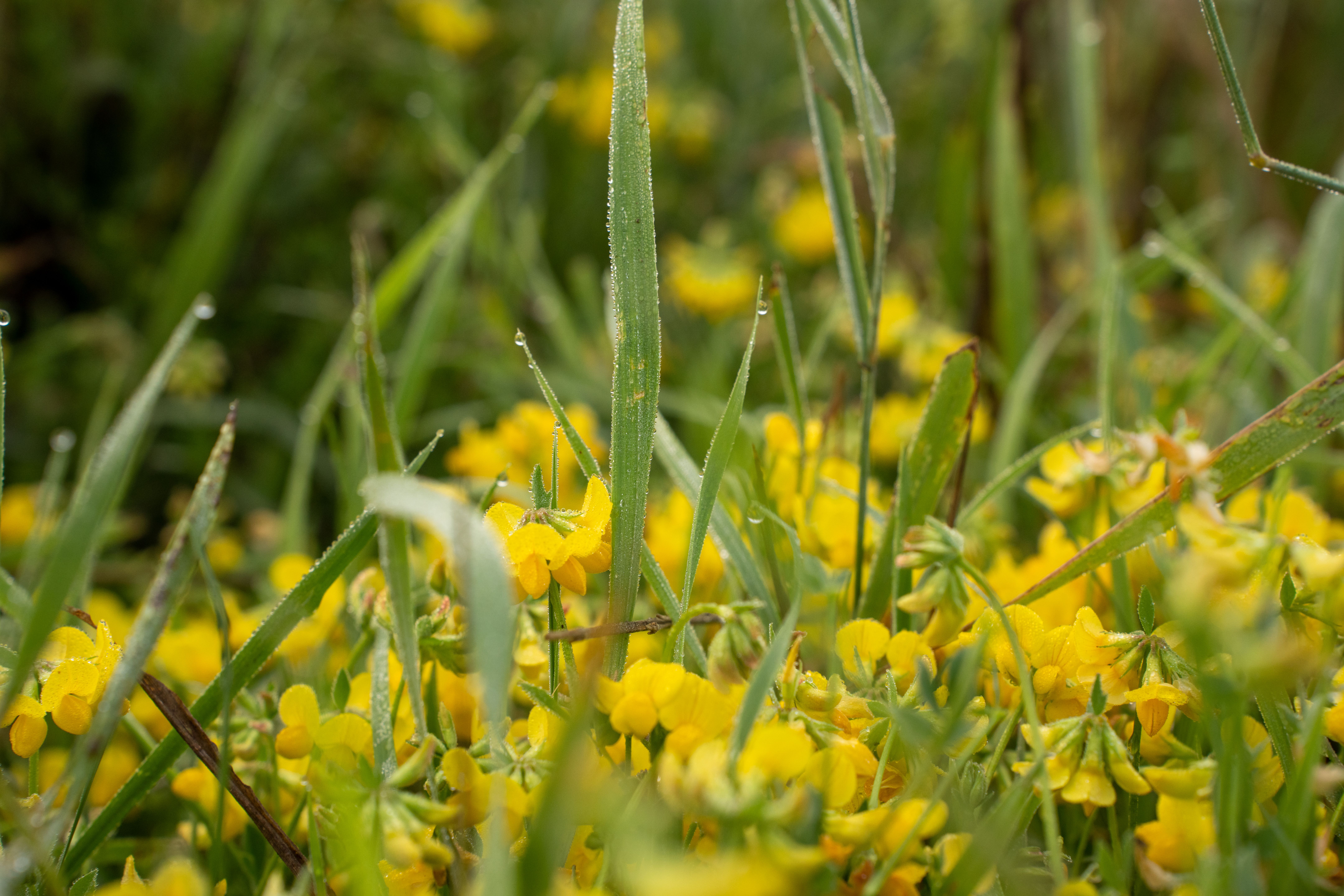 Blades of Grass in Snow · Free Stock Photo