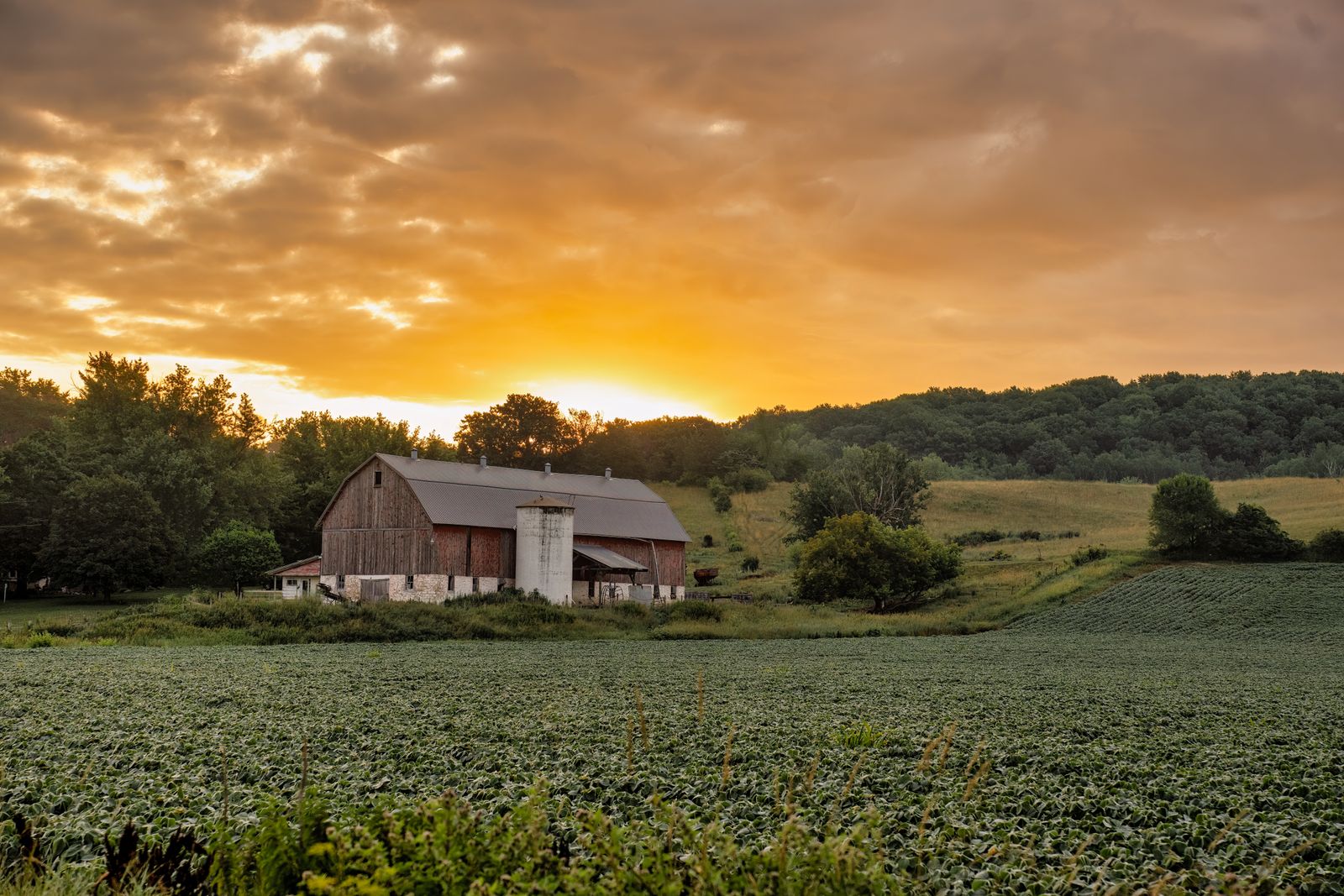 Sunset Over Green Field Of Corn, Iowa, Usa Photos, Download The BEST ...