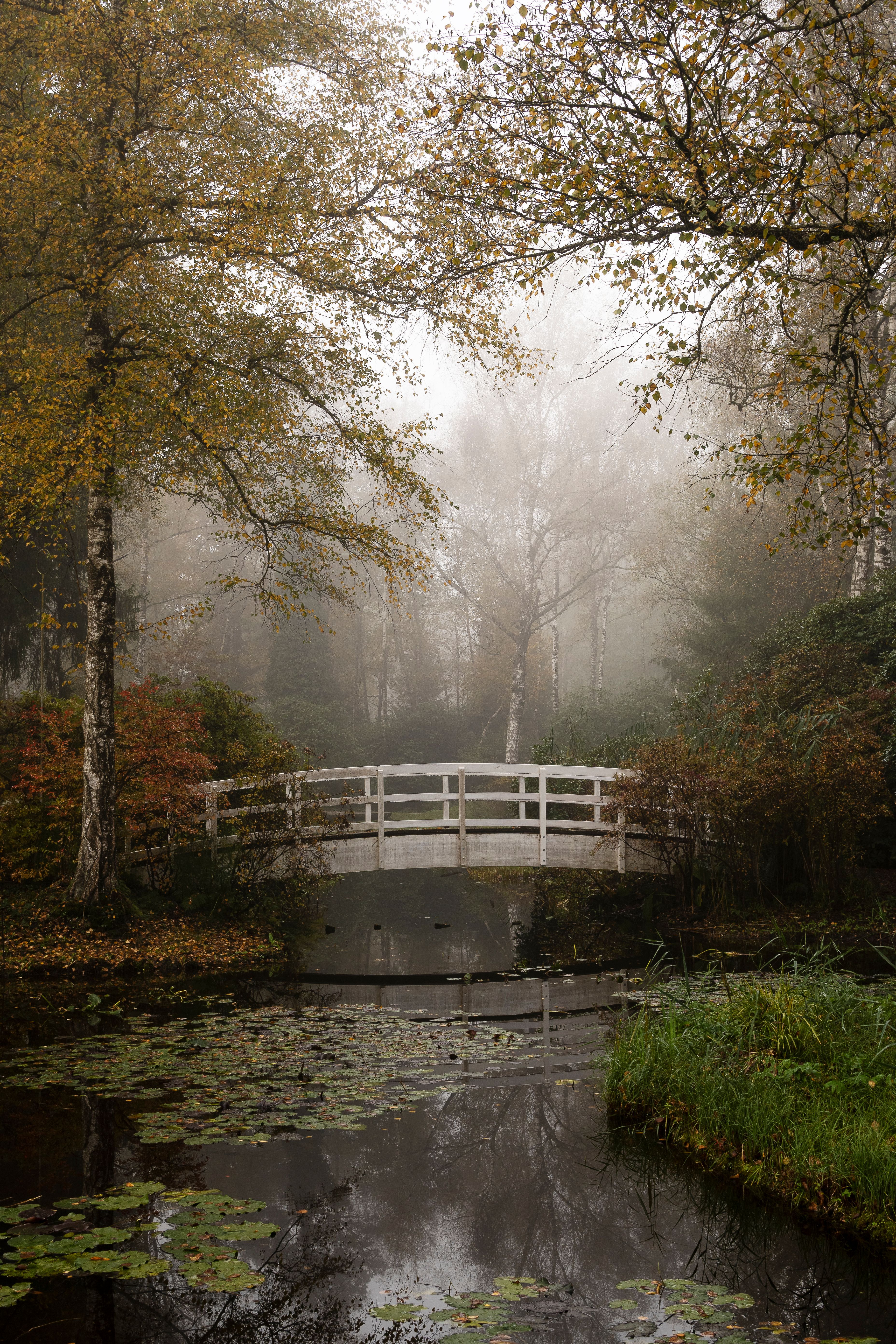 Wooden Bridge over Creek · Free Stock Photo