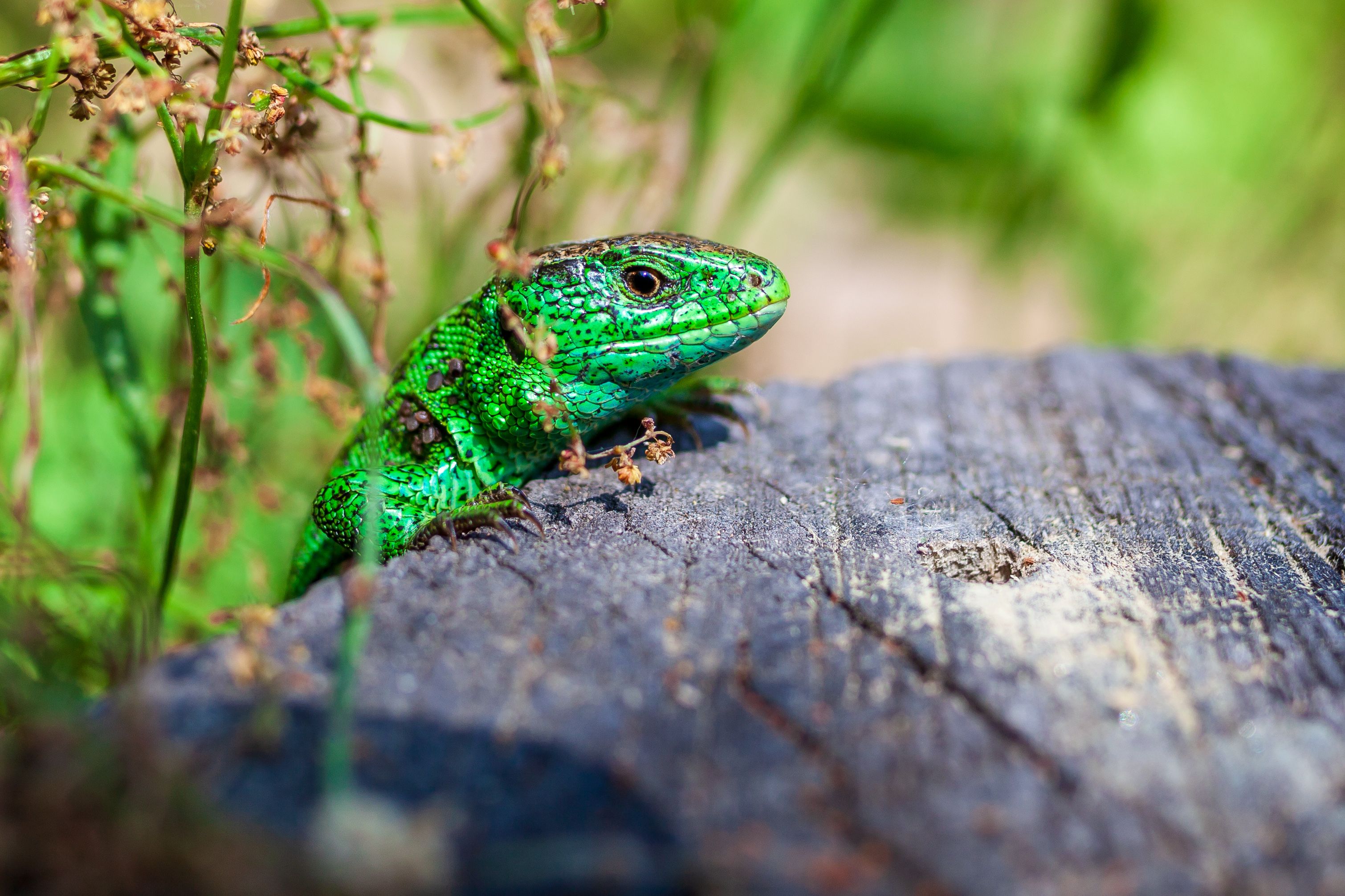 Close-up of a Sand Lizard · Free Stock Photo