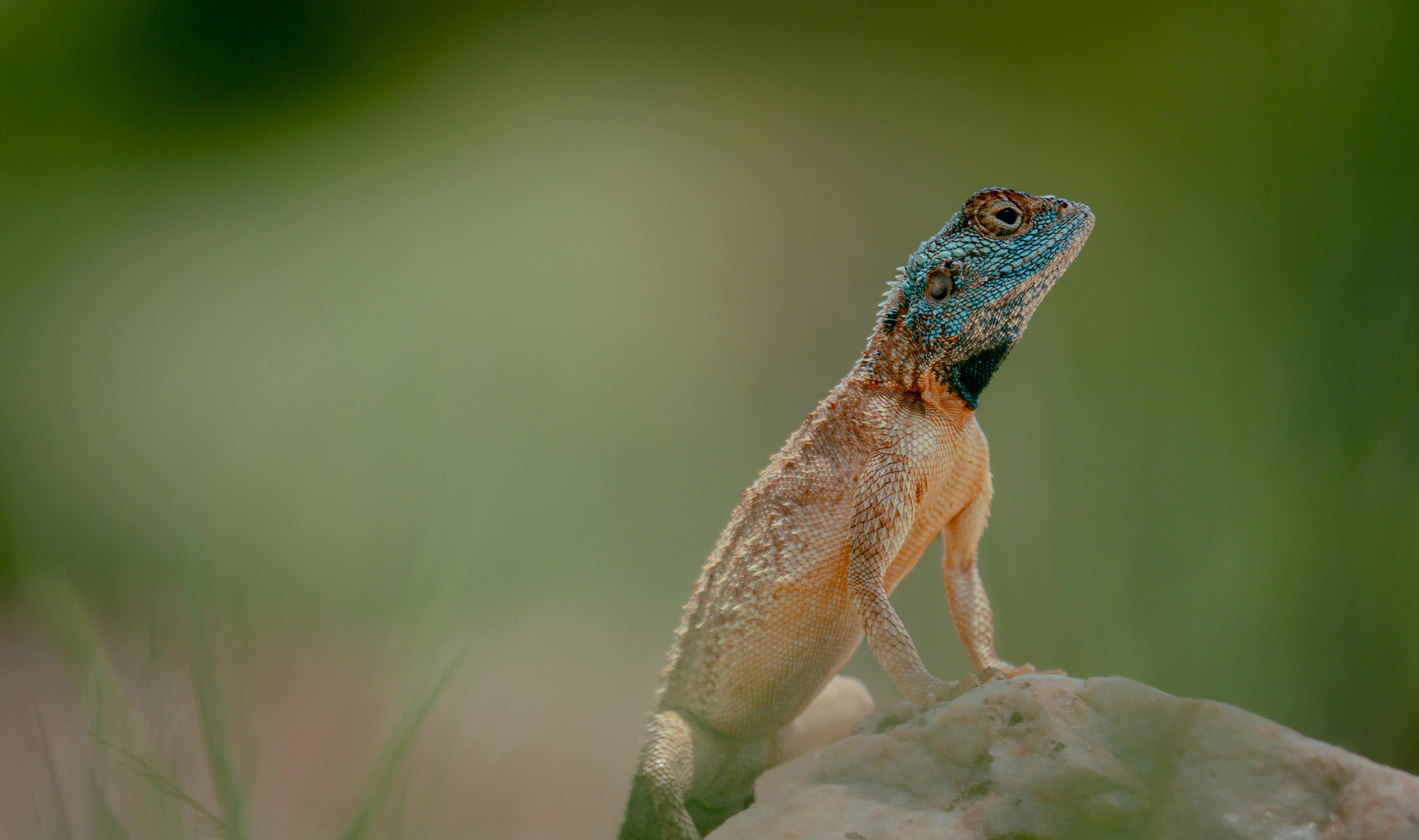 Close-up of a Ground Agama · Free Stock Photo