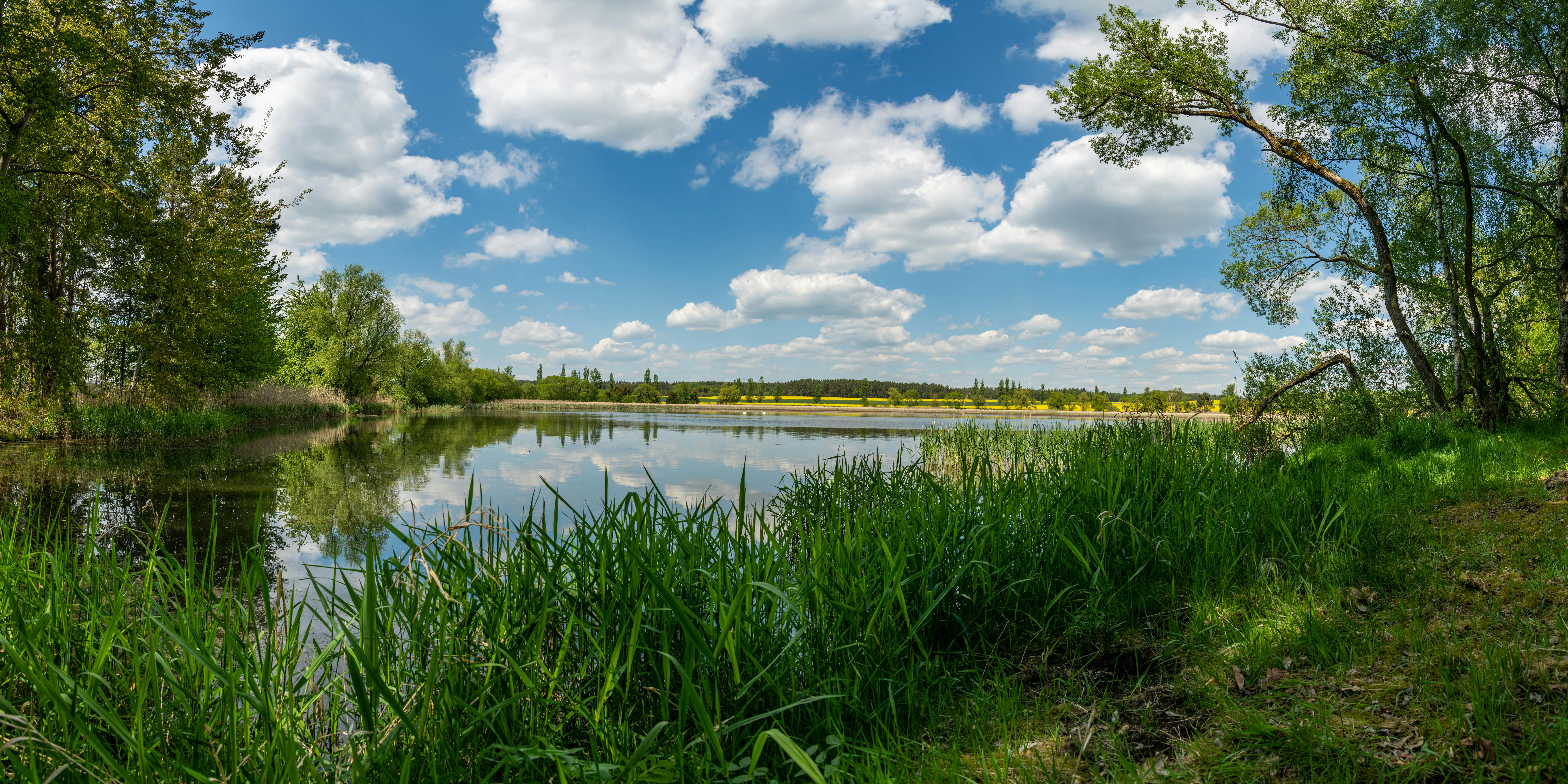 Green Rushes and Trees on Lakeshore · Free Stock Photo