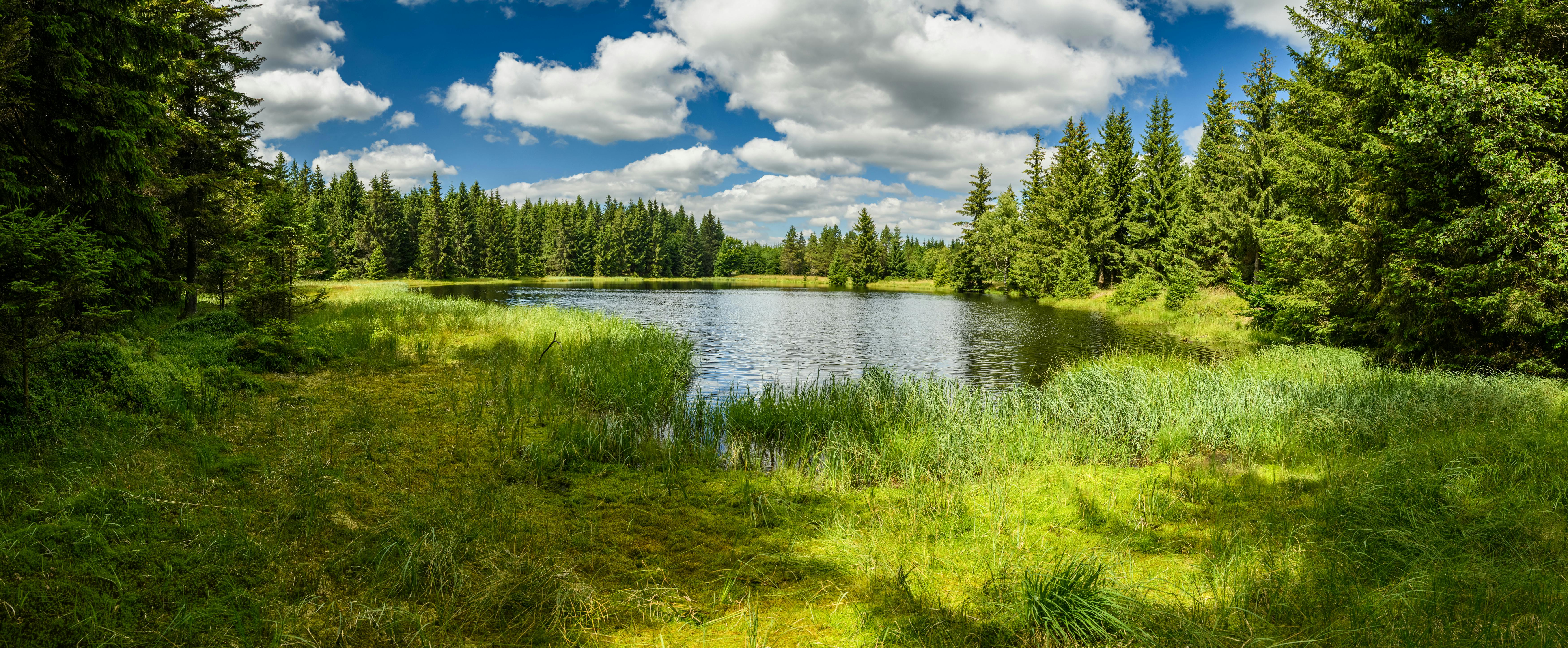 Green Forest around Lake · Free Stock Photo
