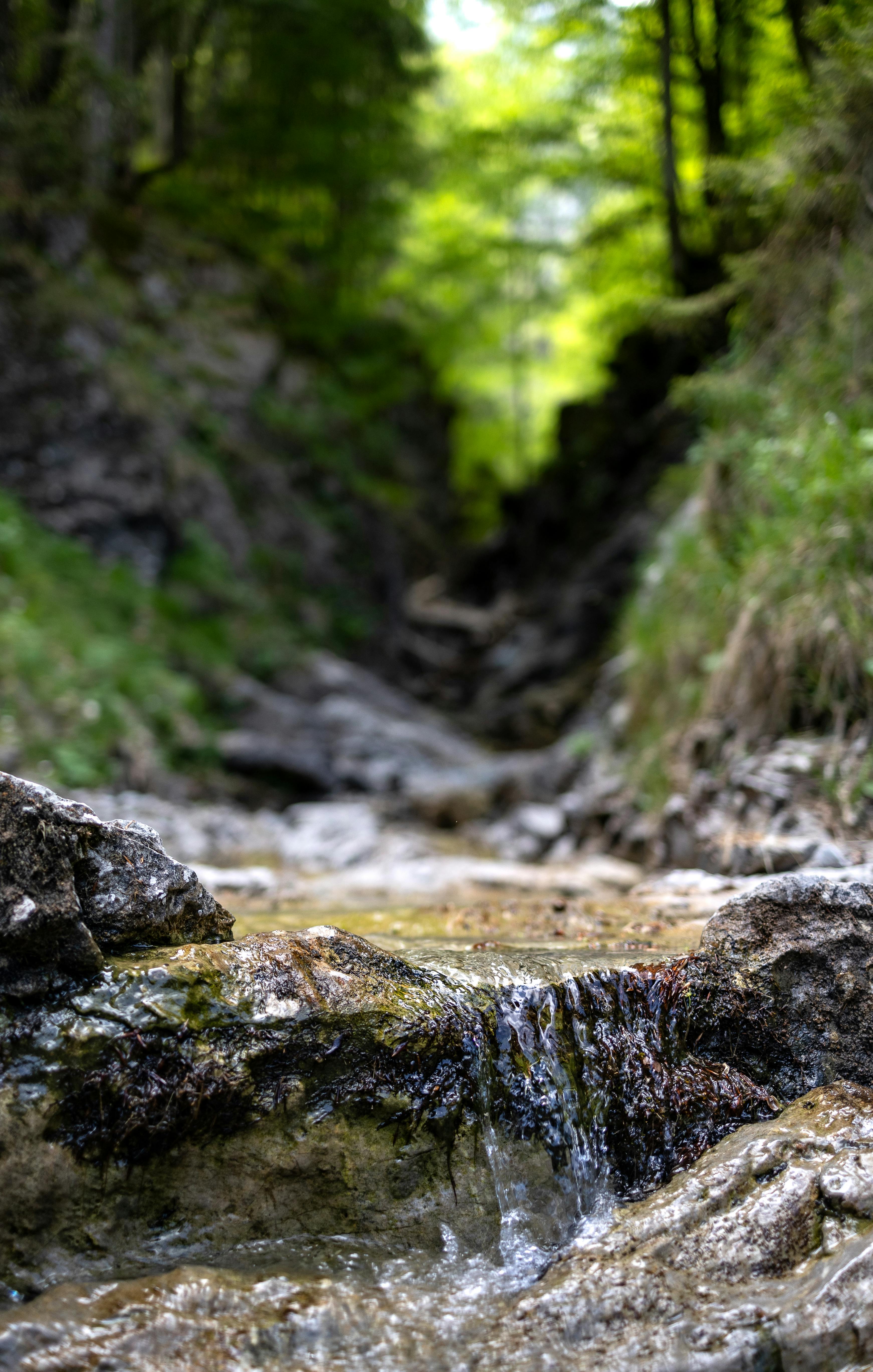 Shallow, Flowing Water of Stream · Free Stock Photo