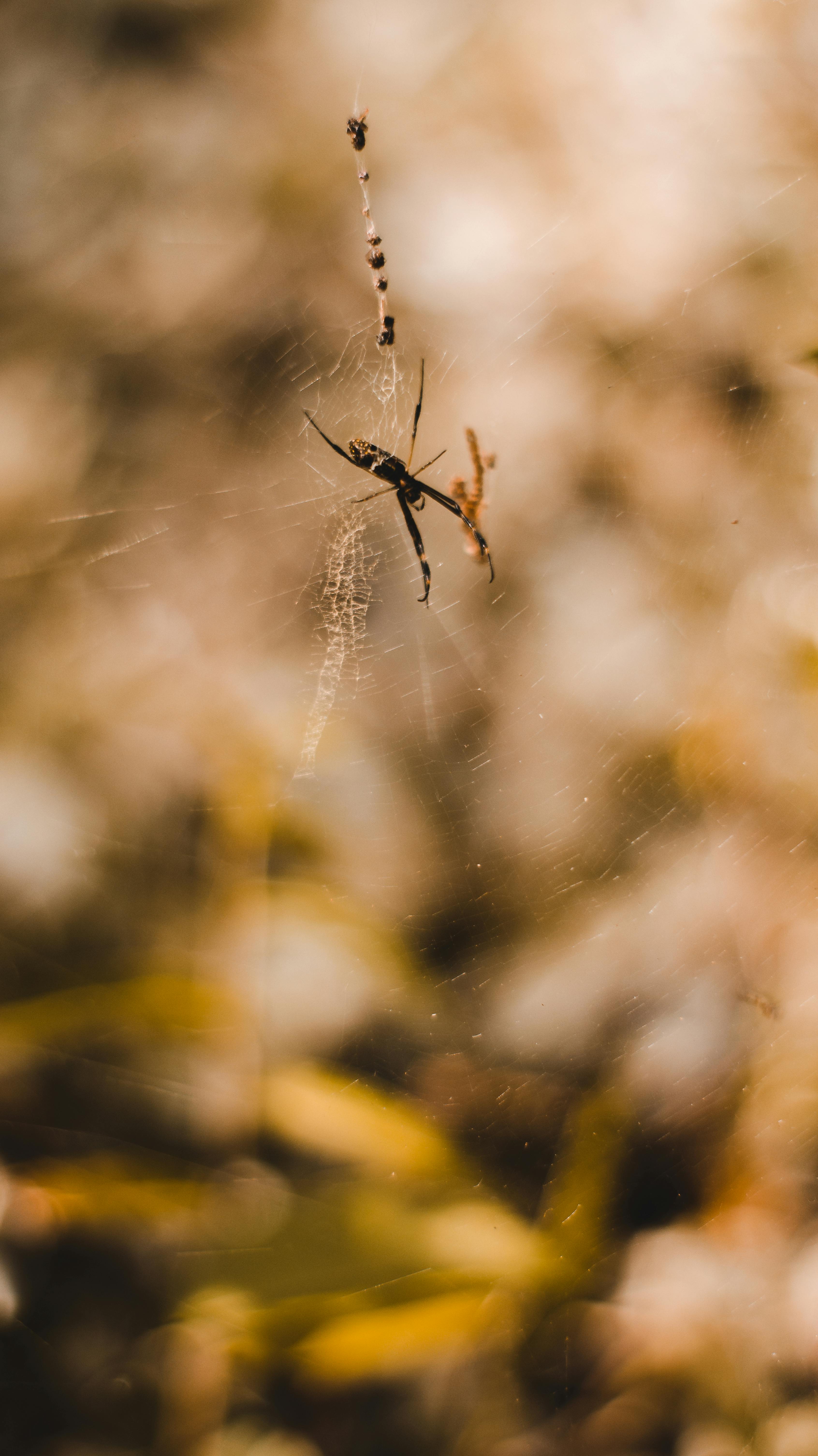 Close Up Photography of Spider Web · Free Stock Photo