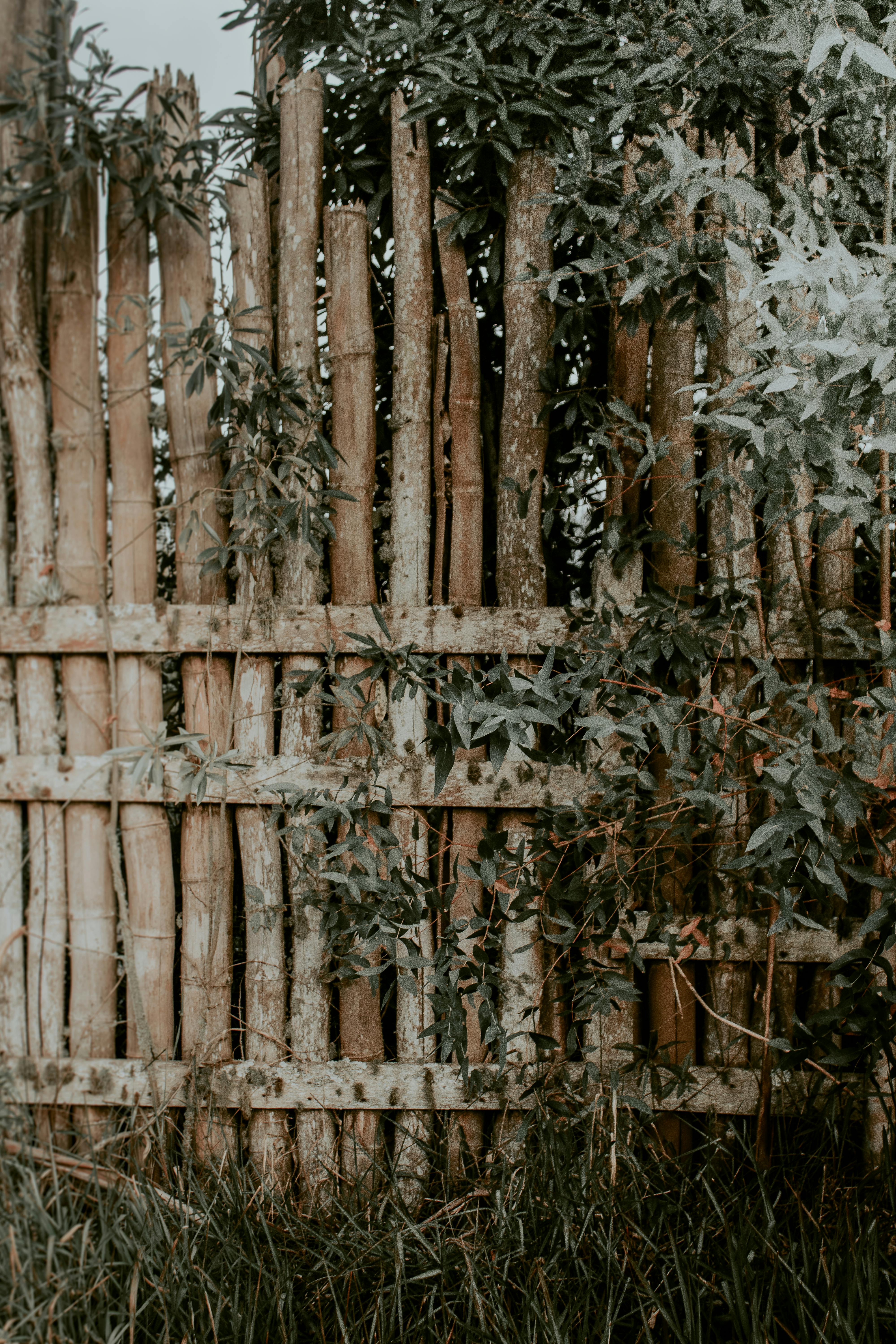 Rustic Bamboo Fence · Free Stock Photo