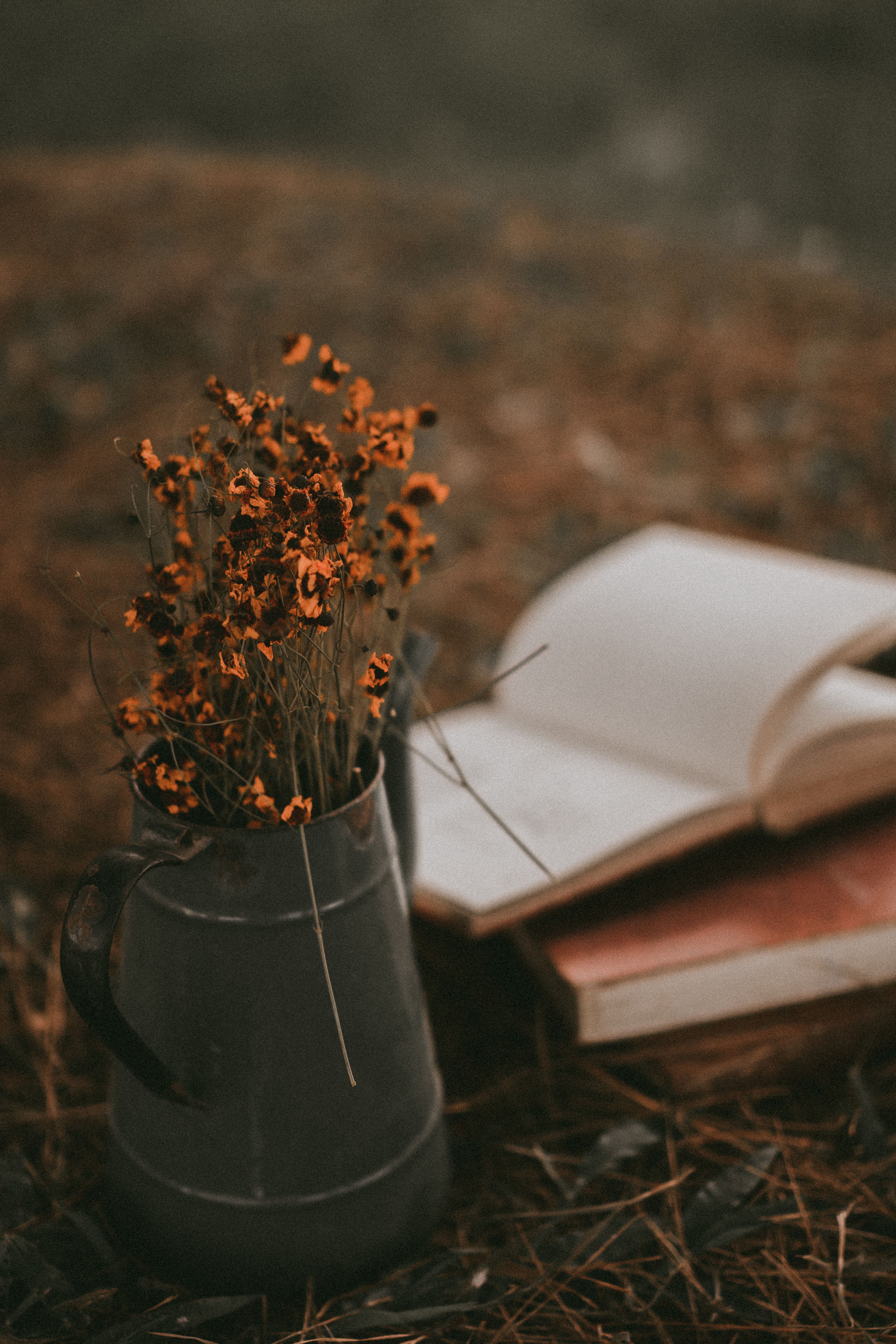 Books and Flowers in a Watering Can Lying Outdoors · Free Stock Photo