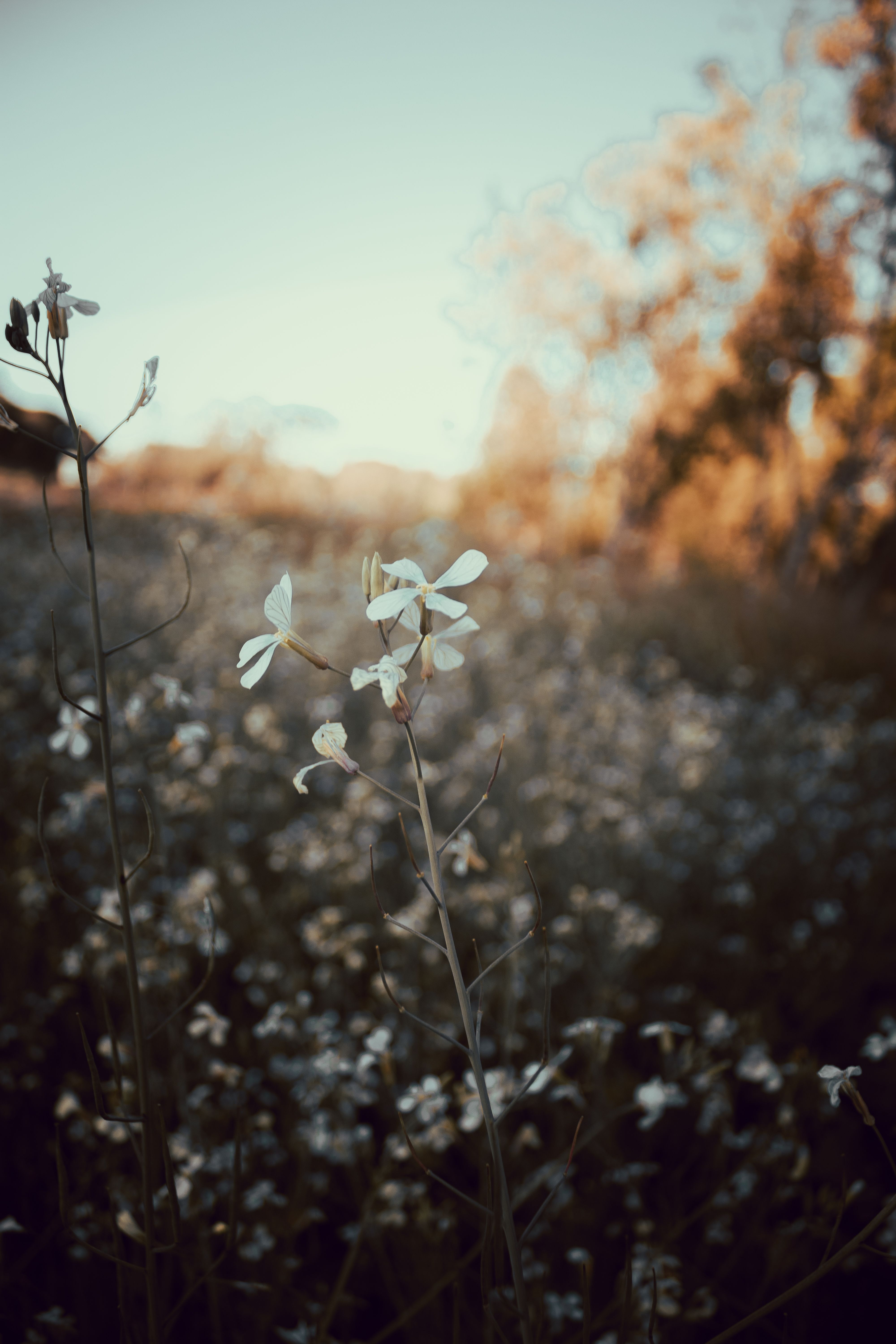 Close-up of a Delicate Flower on a Meadow · Free Stock Photo