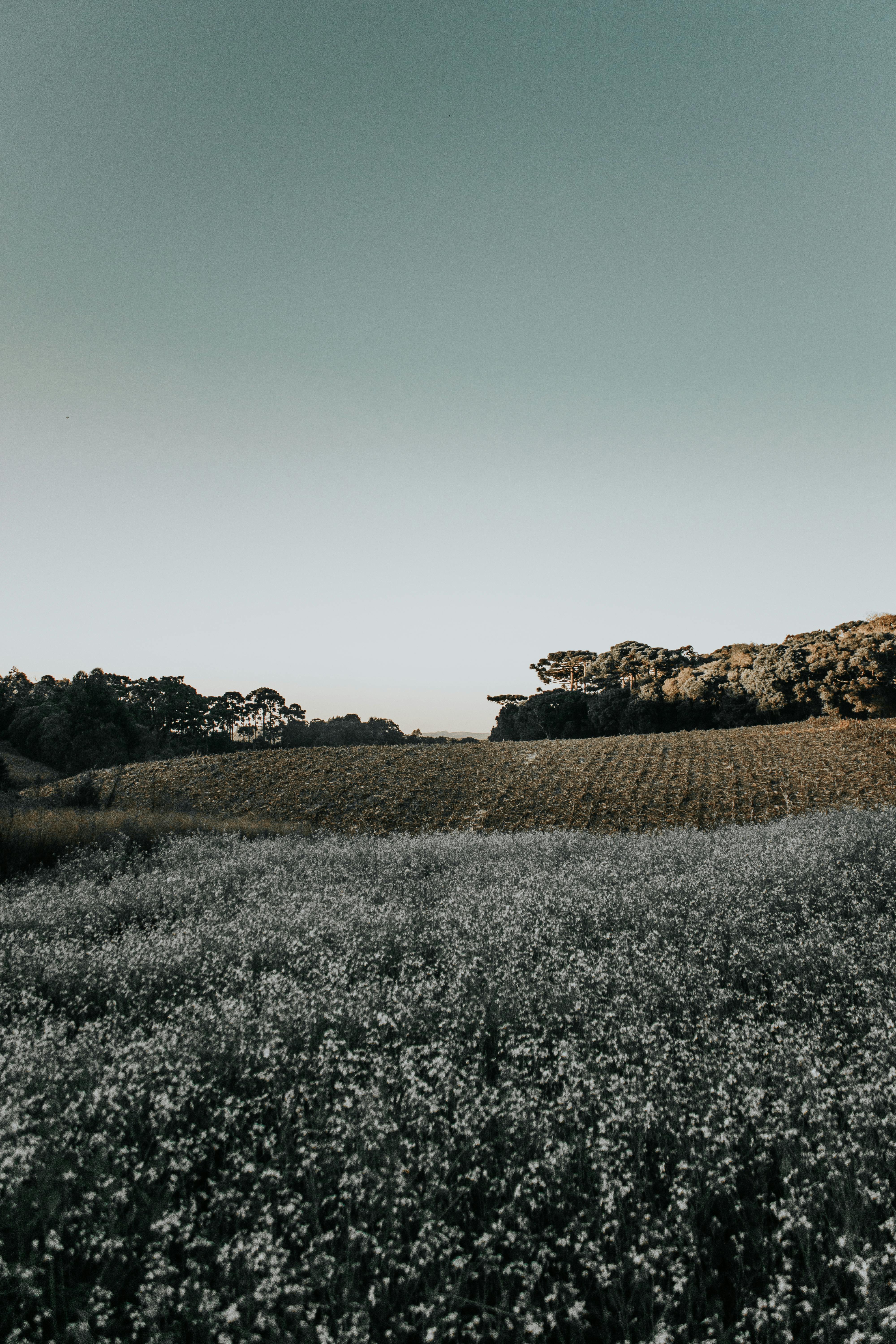Field of Plants with White Flowers · Free Stock Photo
